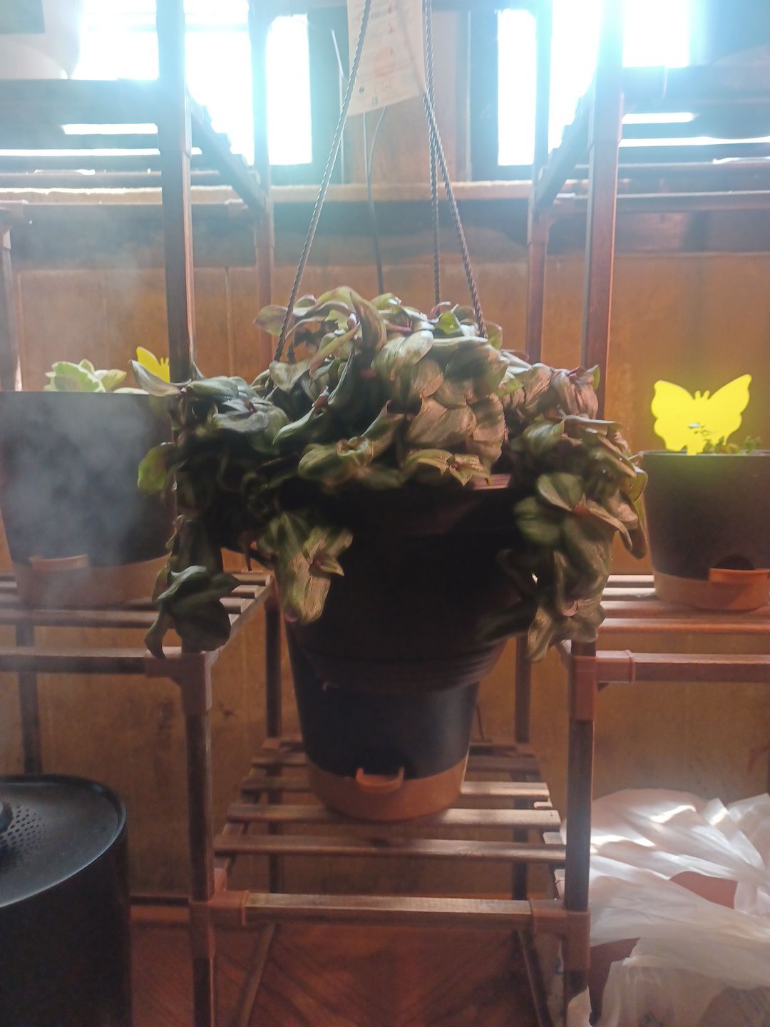 The Complete Wondering Jude Tortuga Plant Care Guide: Water, Light & Beyond