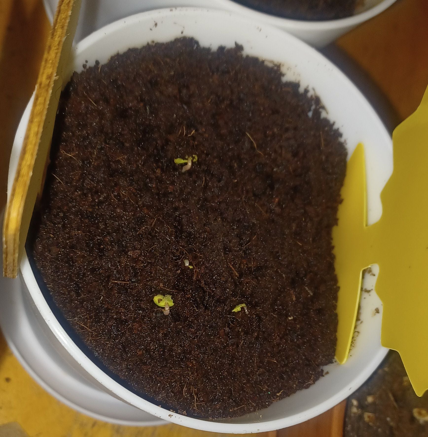 🌸 Jacaranda Tree Hardiness Zones Ultimate Guide: 9a-11b