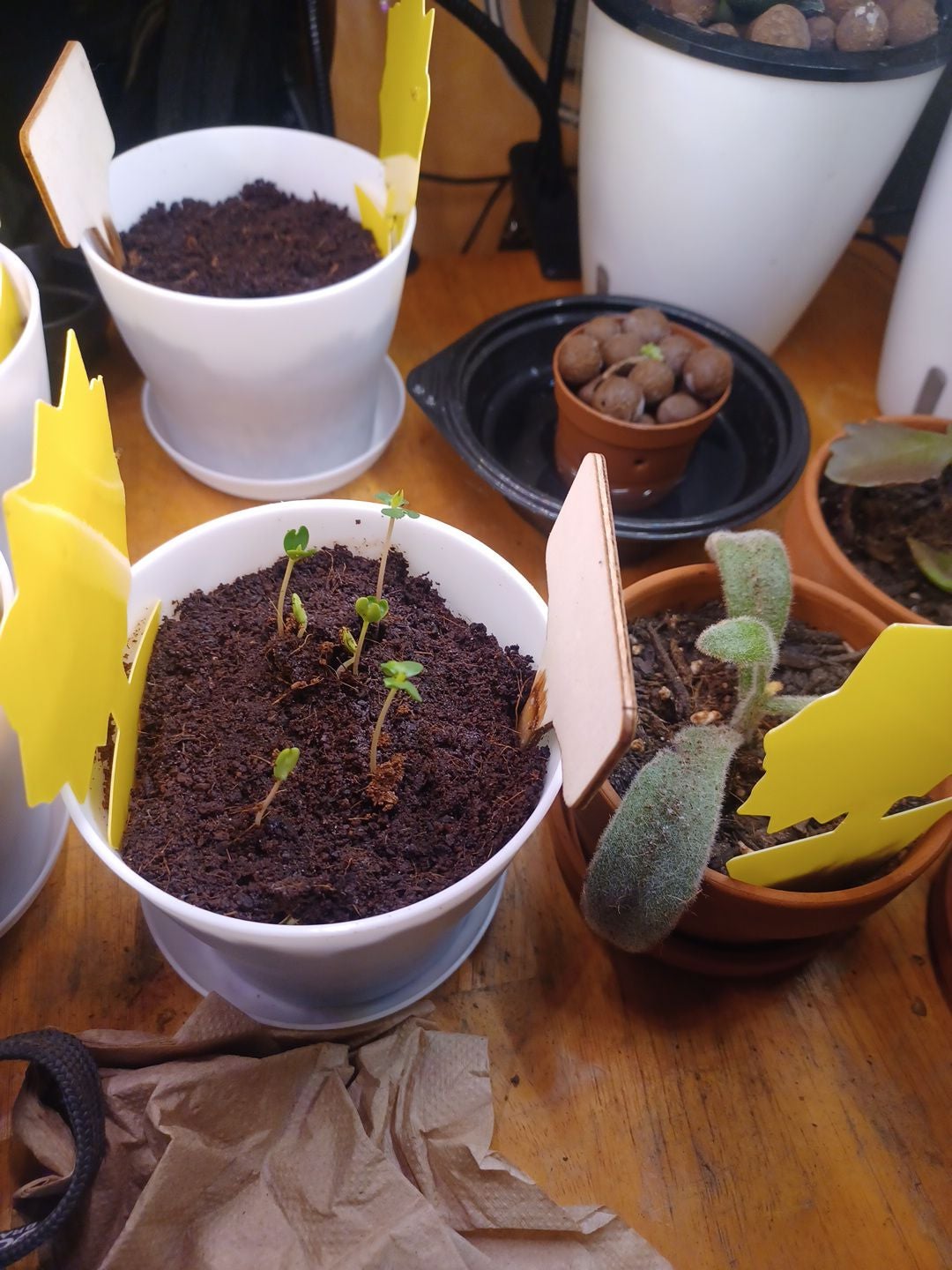 🌸 Jacaranda Tree Hardiness Zones Ultimate Guide: 9a-11b