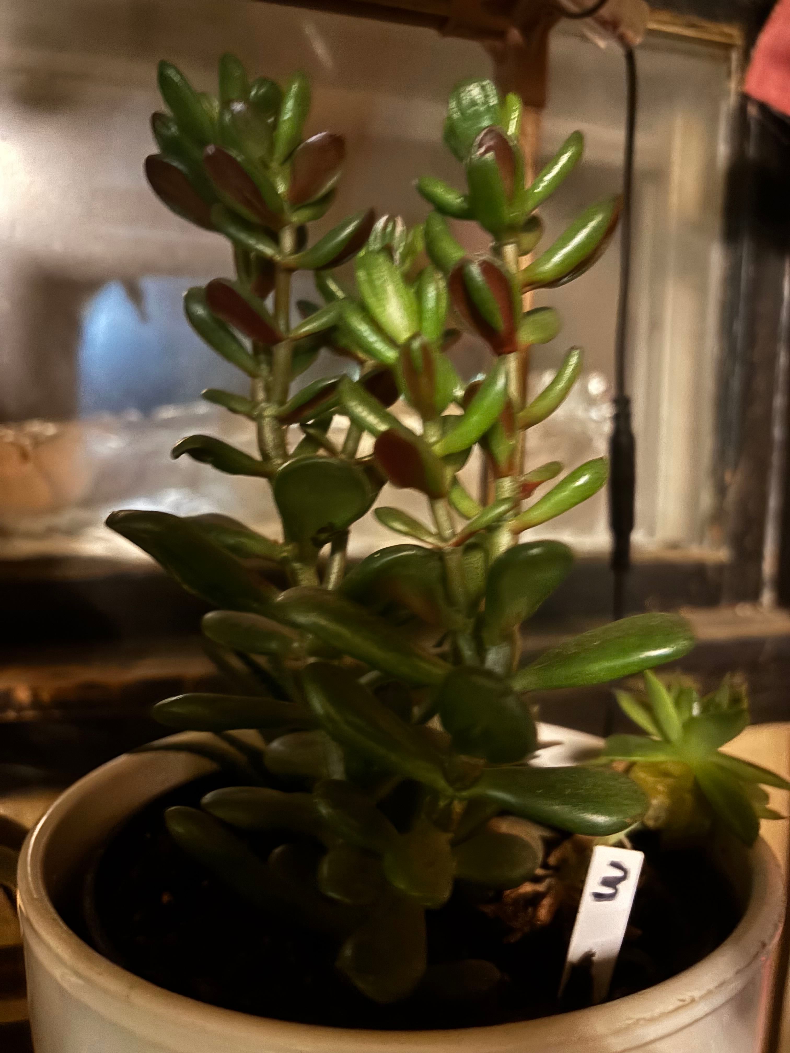 🦋 Understanding Curling Leaves on Your Butterfly Bush