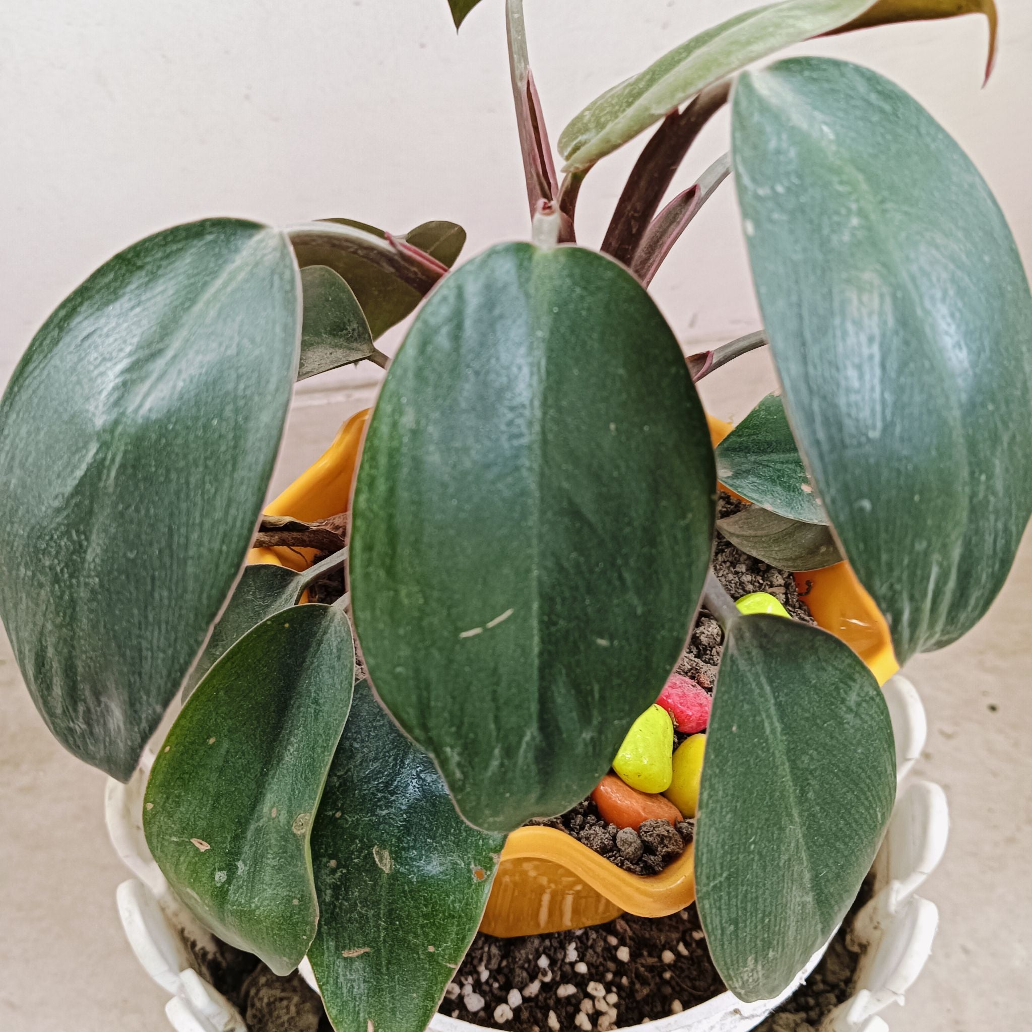How to Care for Philo Dwarf Red Congo: Mastering Water, Sunlight & More