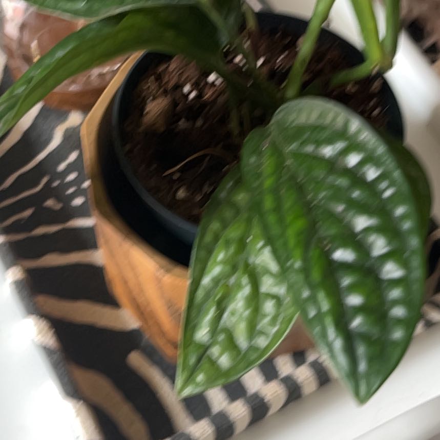 Leaf Erickson | A plant by @DeftCherryred on Greg