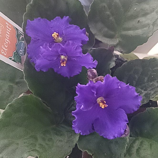 Lilo | A plant by @AlwaysCattleya on Greg