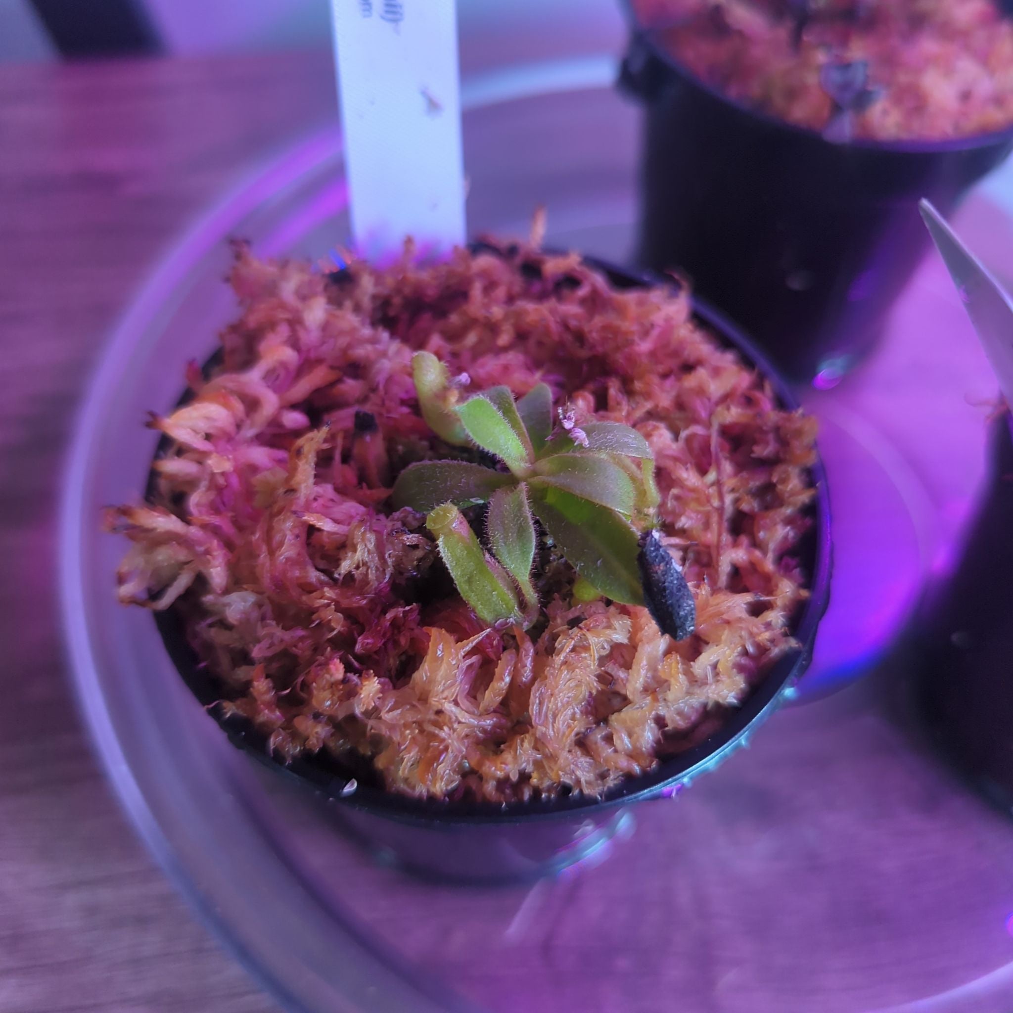 Pink Candy Cane Pitcher Plant Plant Care: Water, Light, Nutrients ...