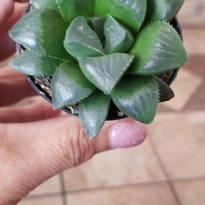 Zeus | A plant by @NotableRaintree on Greg