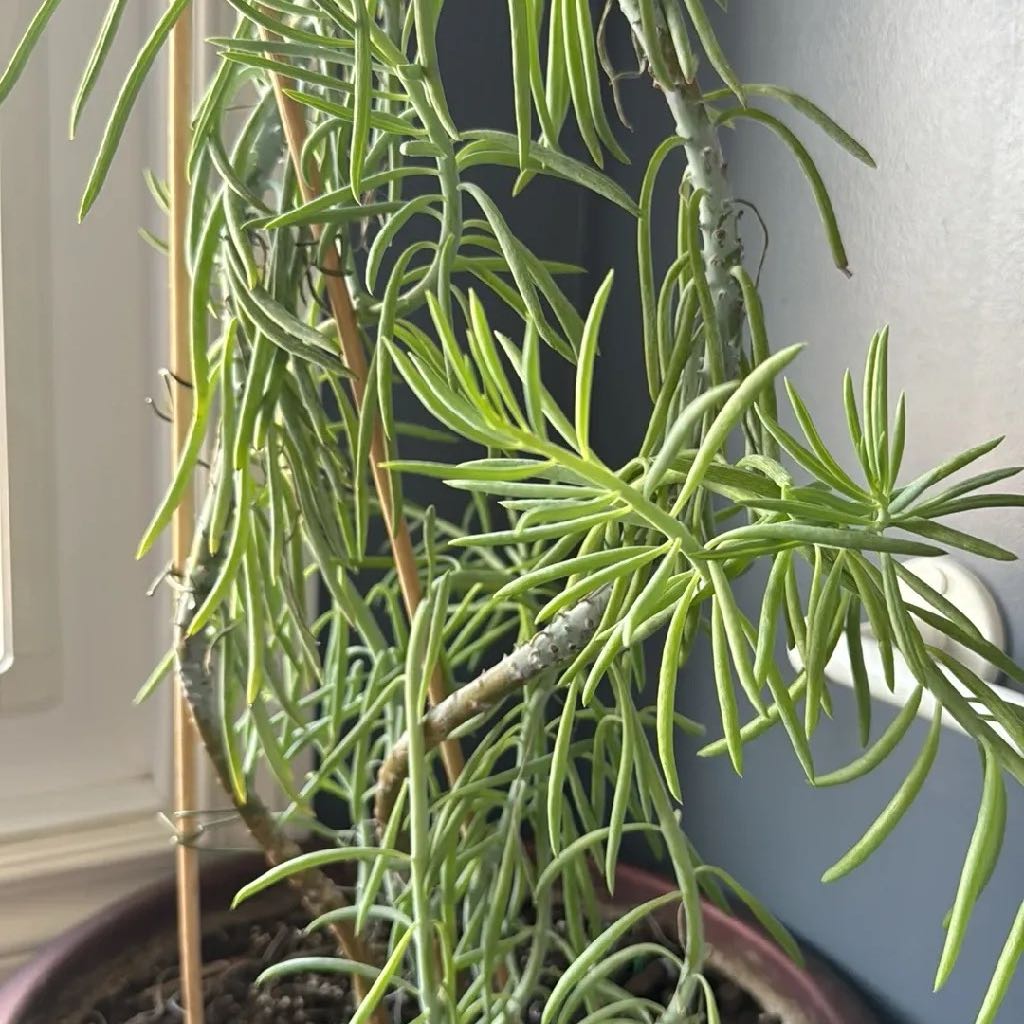 How to Care for Dwarf Clone: Mastering Water, Sunlight & More