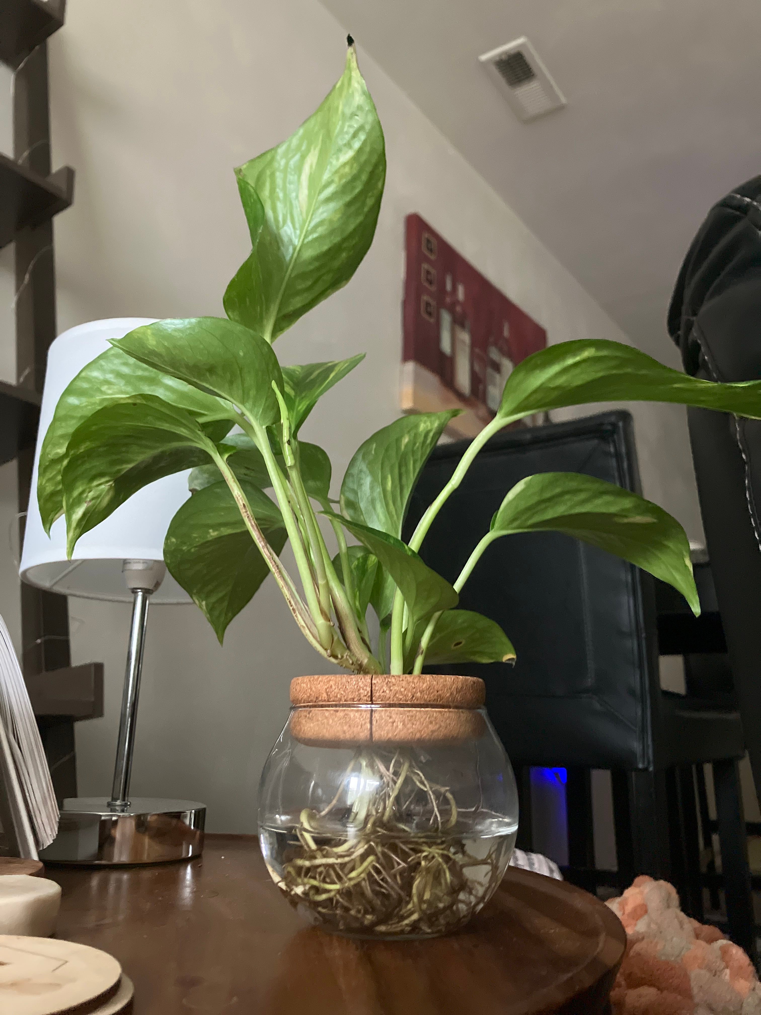 Golden Pothos: How Much Water & Light Does it Need to Thrive?