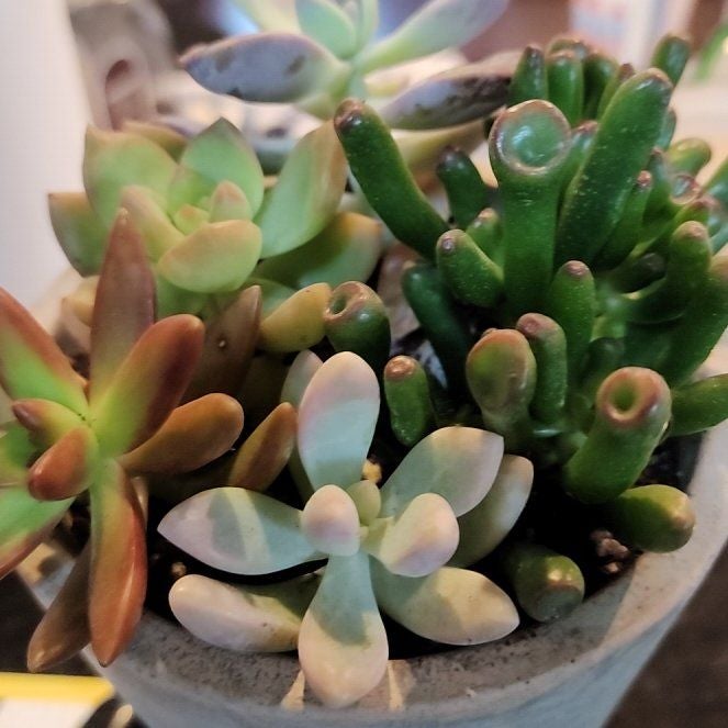 Marley | A plant by @MentorChichipe on Greg