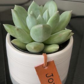 Zeus | A plant by @QueenHotpeppers on Greg