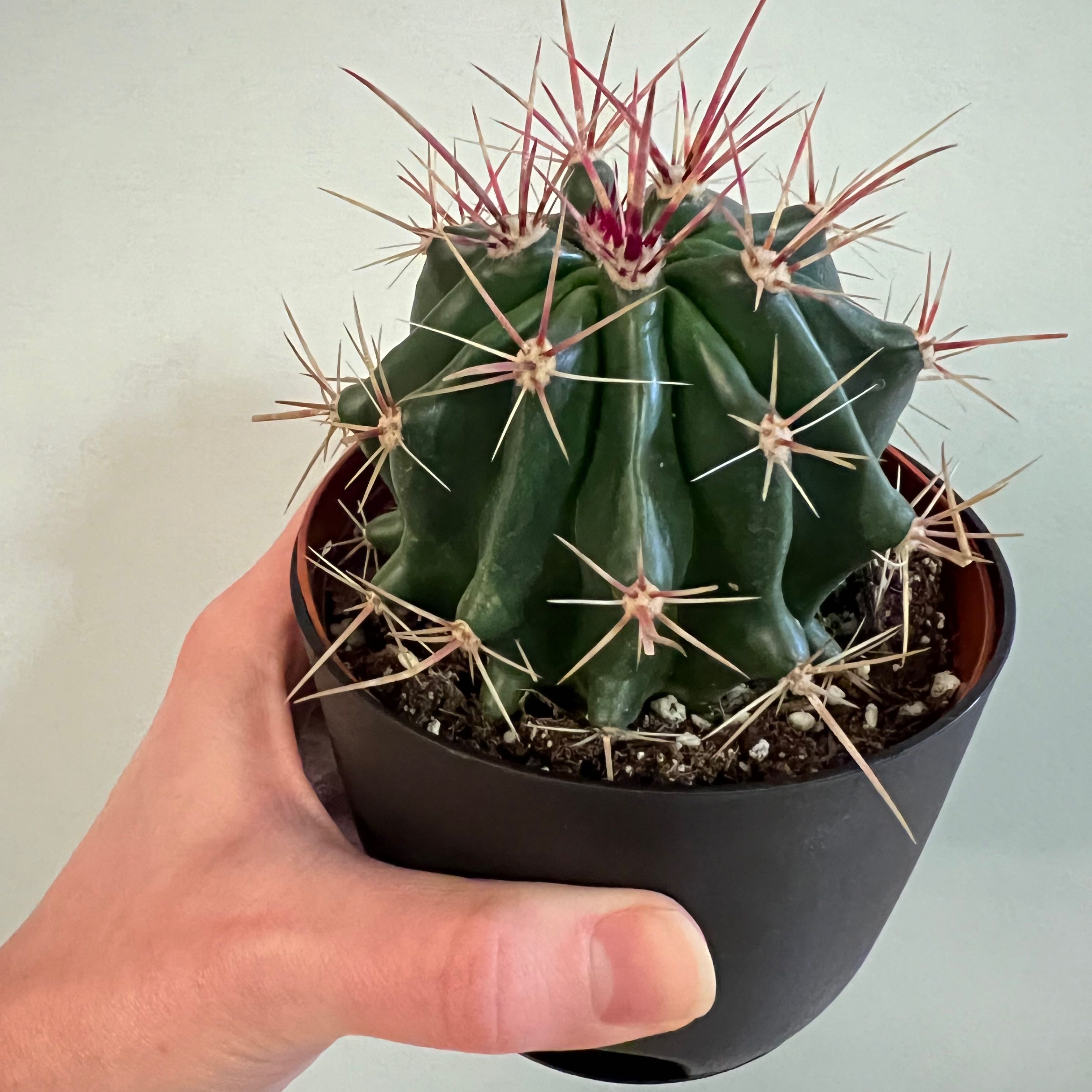 🌵 Propagating Your Texas Barrel Cactus: Step-by-Step Guide