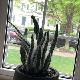 How to Care for optunia cactus: Mastering Water, Sunlight & More