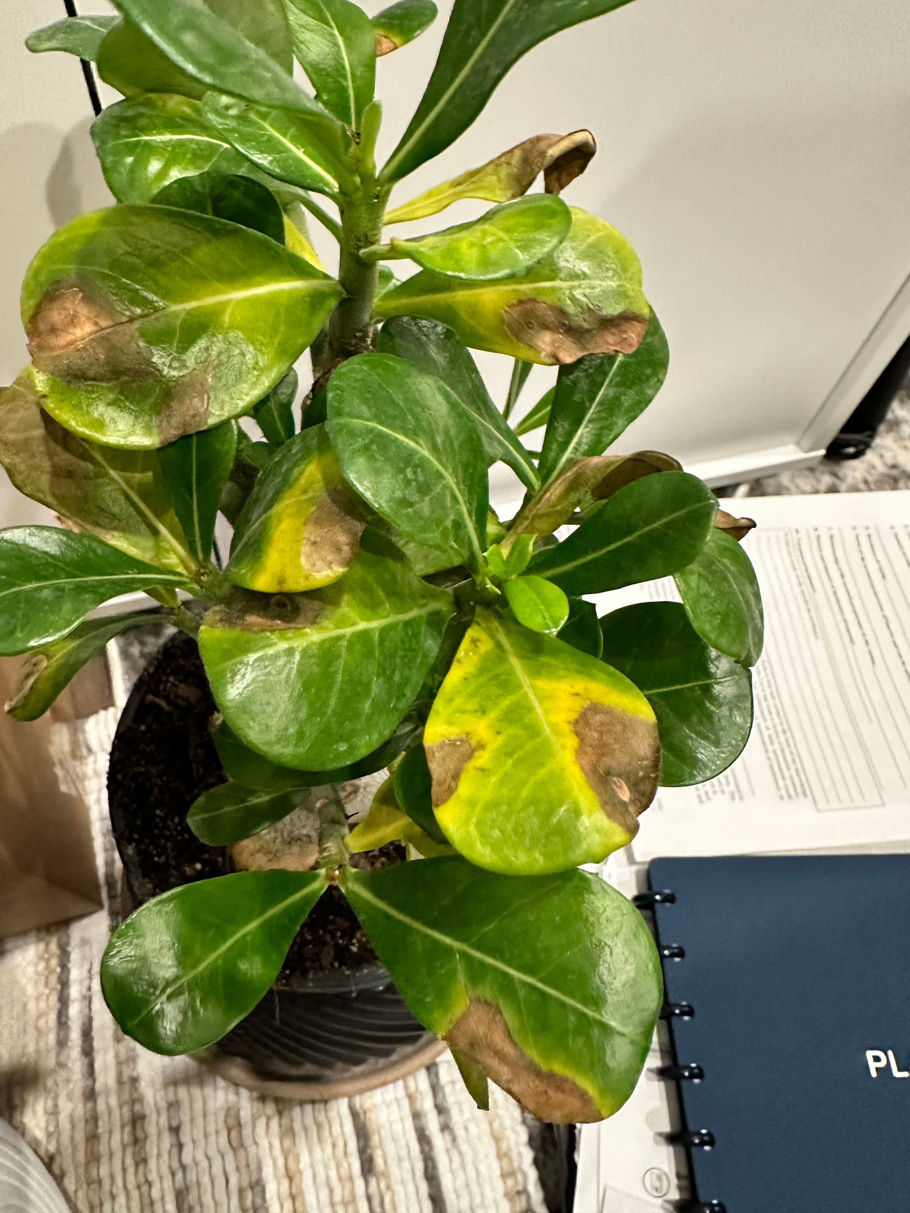 Impala Lily Plant Care: Water, Light, Nutrients | Greg App 🌱