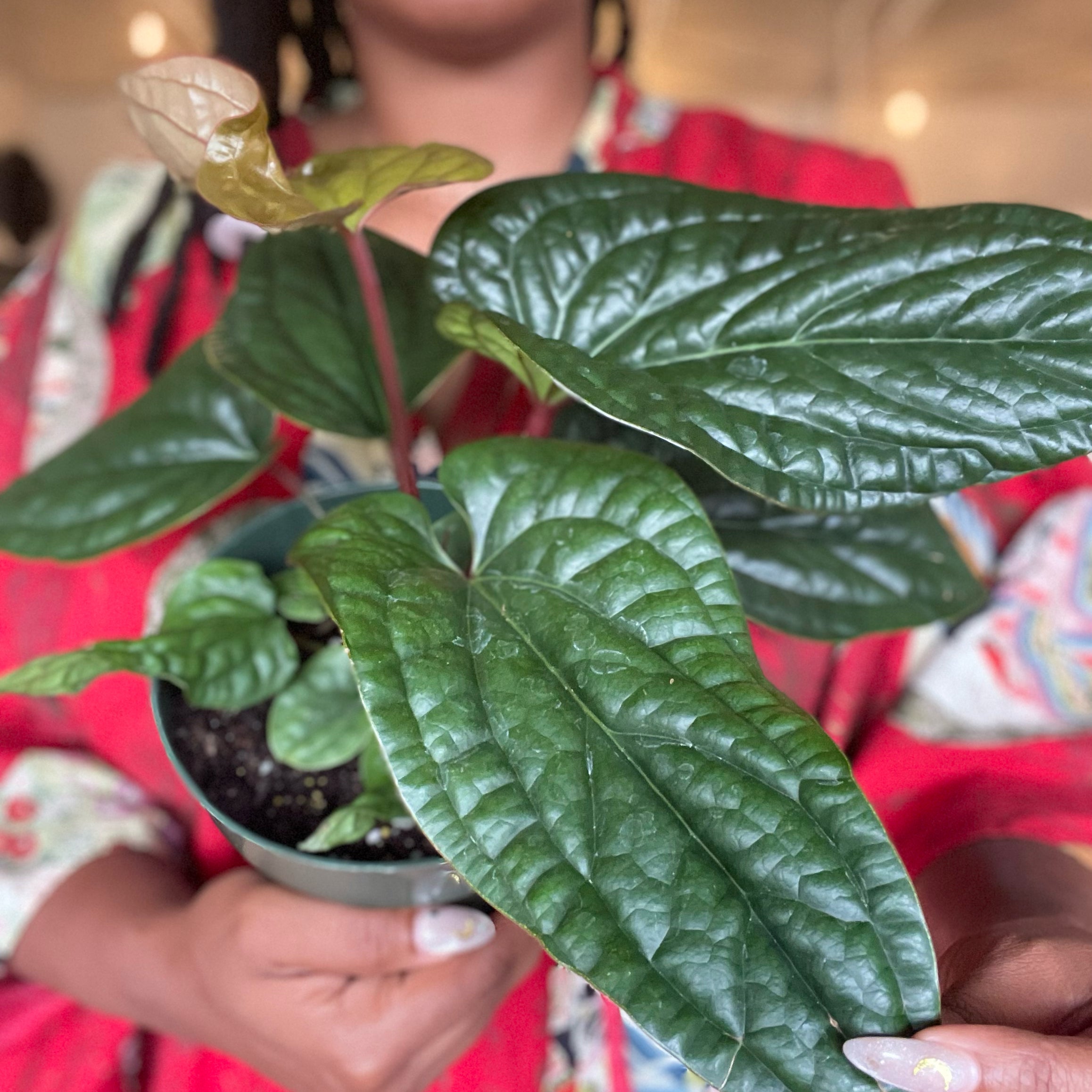 🌞 My Anthurium radicans x luxurians's Sunlight Needs