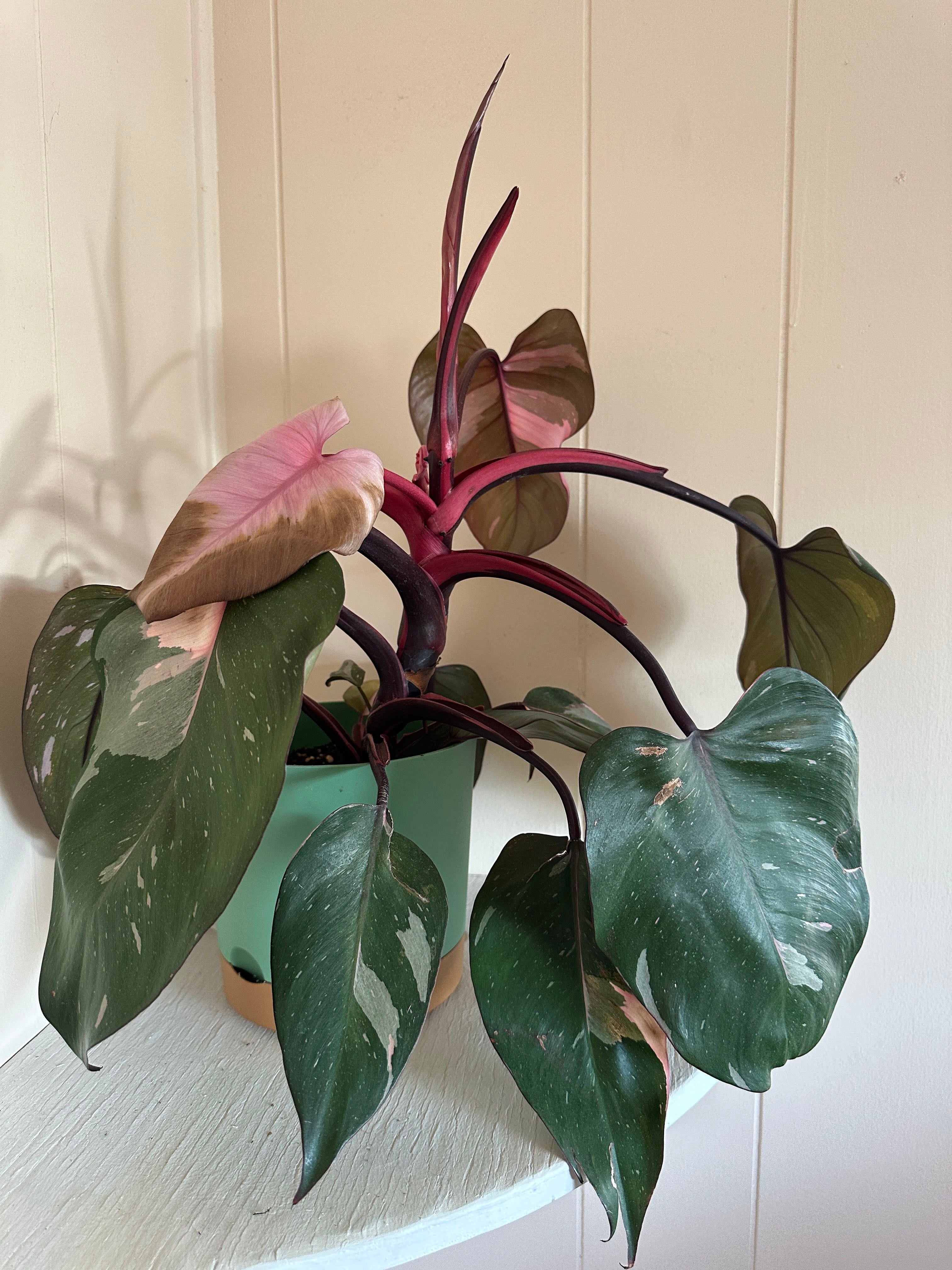 Philodendron sp Colombia Care 101: Water, Light & Growing Tips