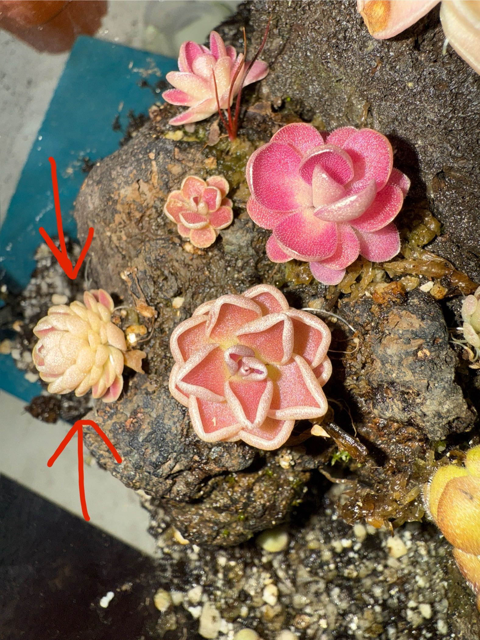 ️ Pinguicula 'Snow Queen': A Comprehensive Overview
