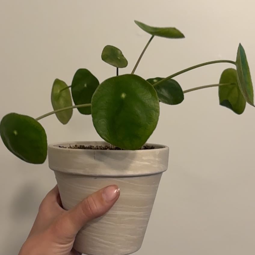 Navajo | A plant by @MasterlyFicus on Greg