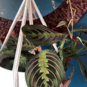 Leaf Erickson | A plant by @MaestroRockweed on Greg