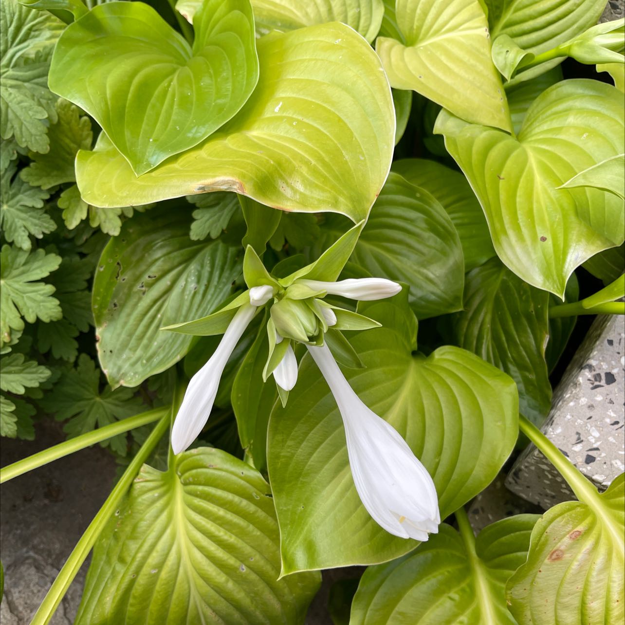 What Do Plantain Lily Flowers Mean?