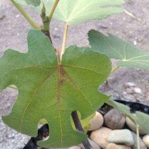 Beckham | A plant by @YiftGrugrupalm on Greg