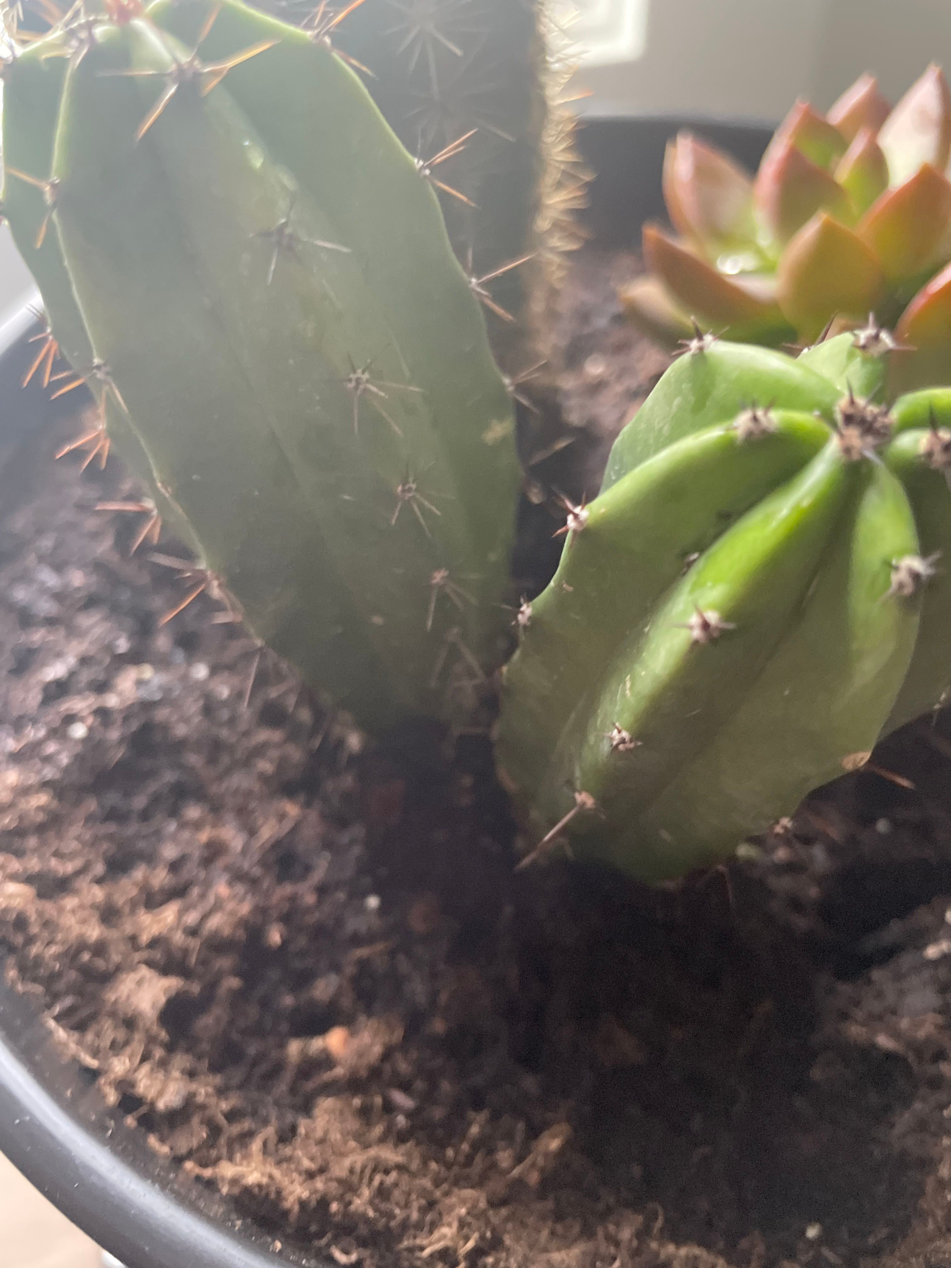 Black Spots on My Narrow-angled Cereus Leaves