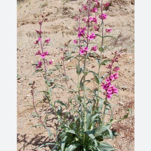 Desert Penstemon Care 101: Water, Light & Growing Tips