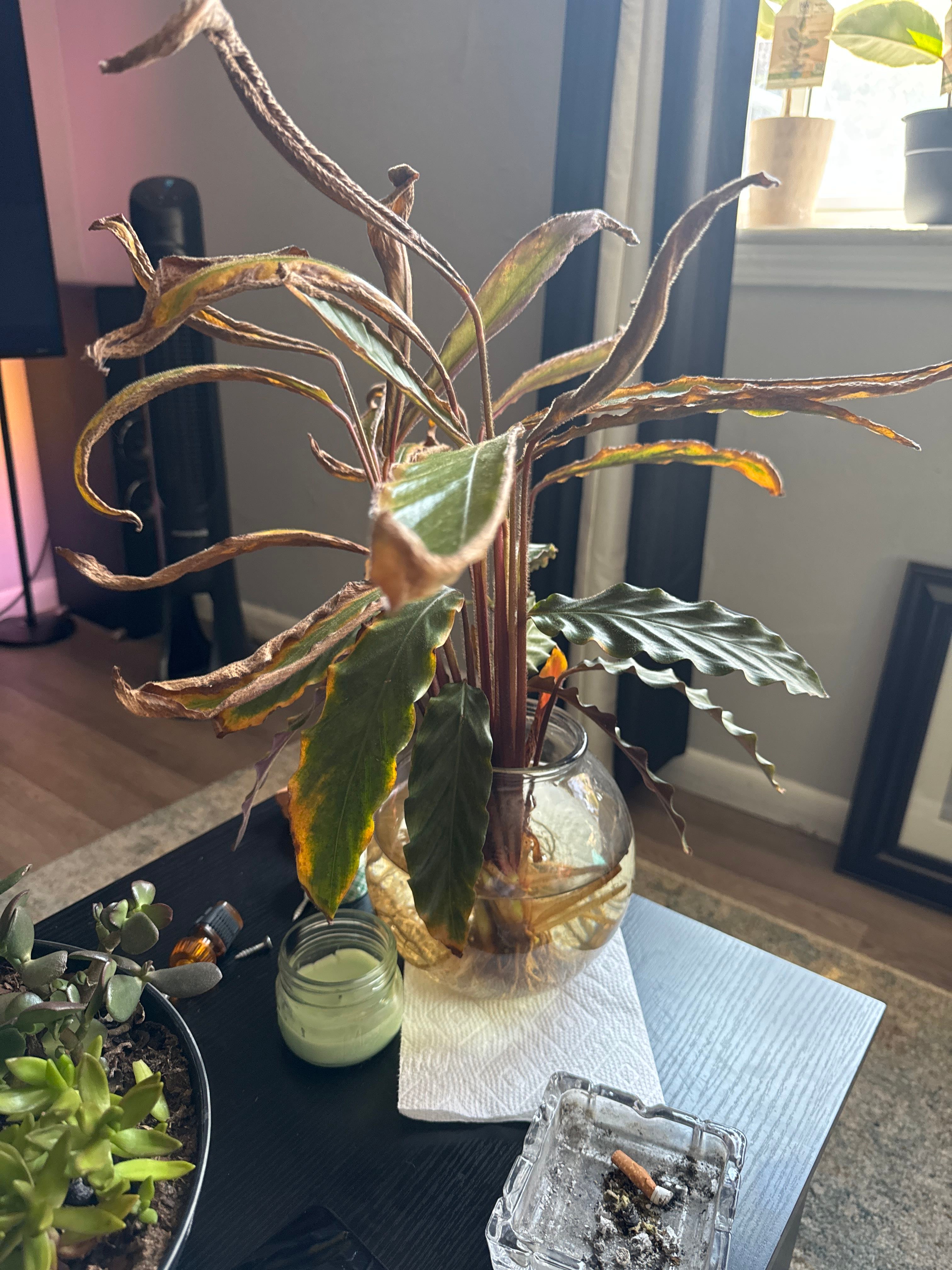 Furry Feather Calathea Plant Care: Water, Light, Nutrients | Greg App 🌱