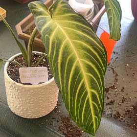 Phyllotaenium lindenii Care 101: Water, Light & Growing Tips