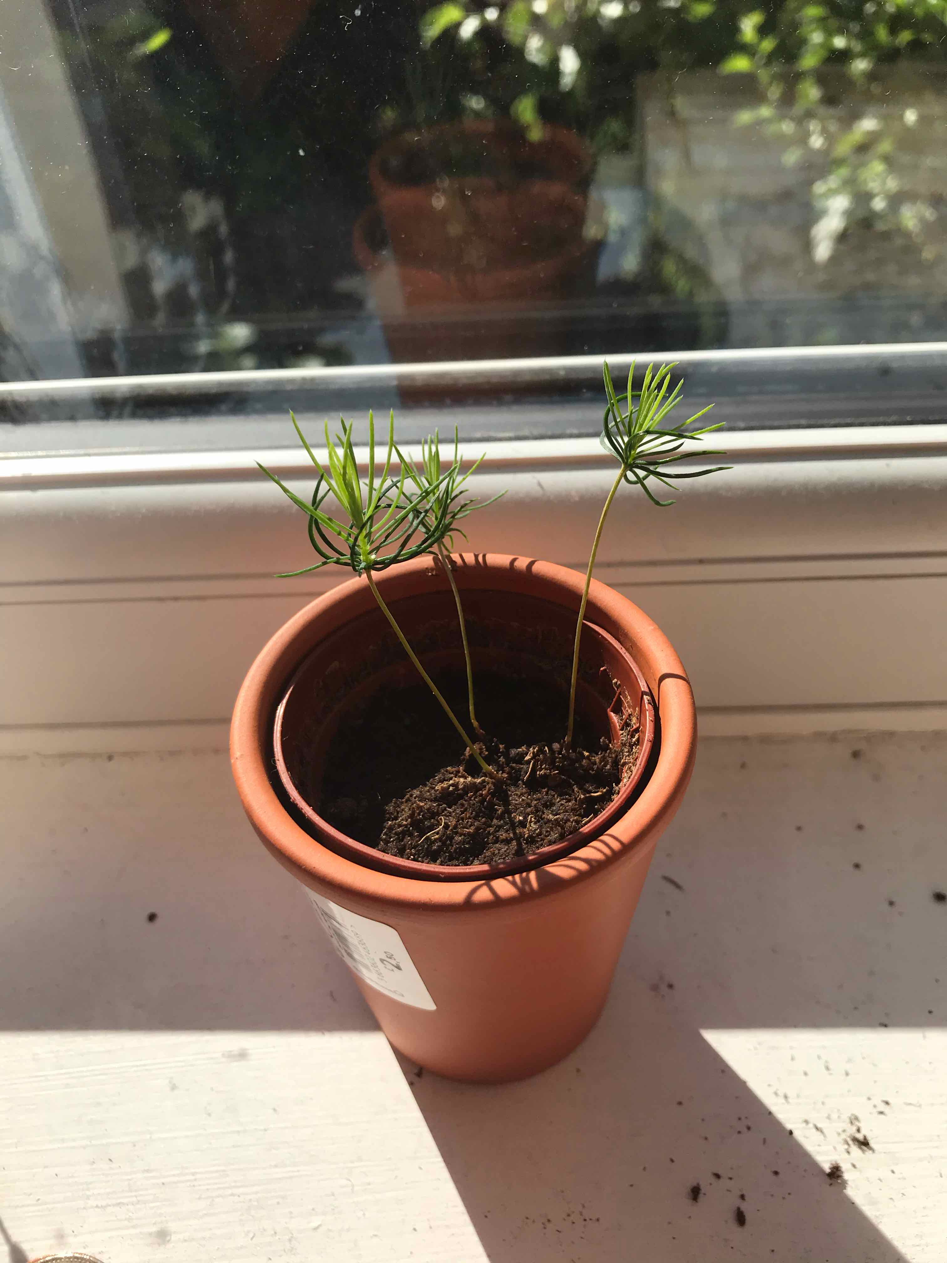 Propagating Eastern White Pine: Step-by-Step Guide