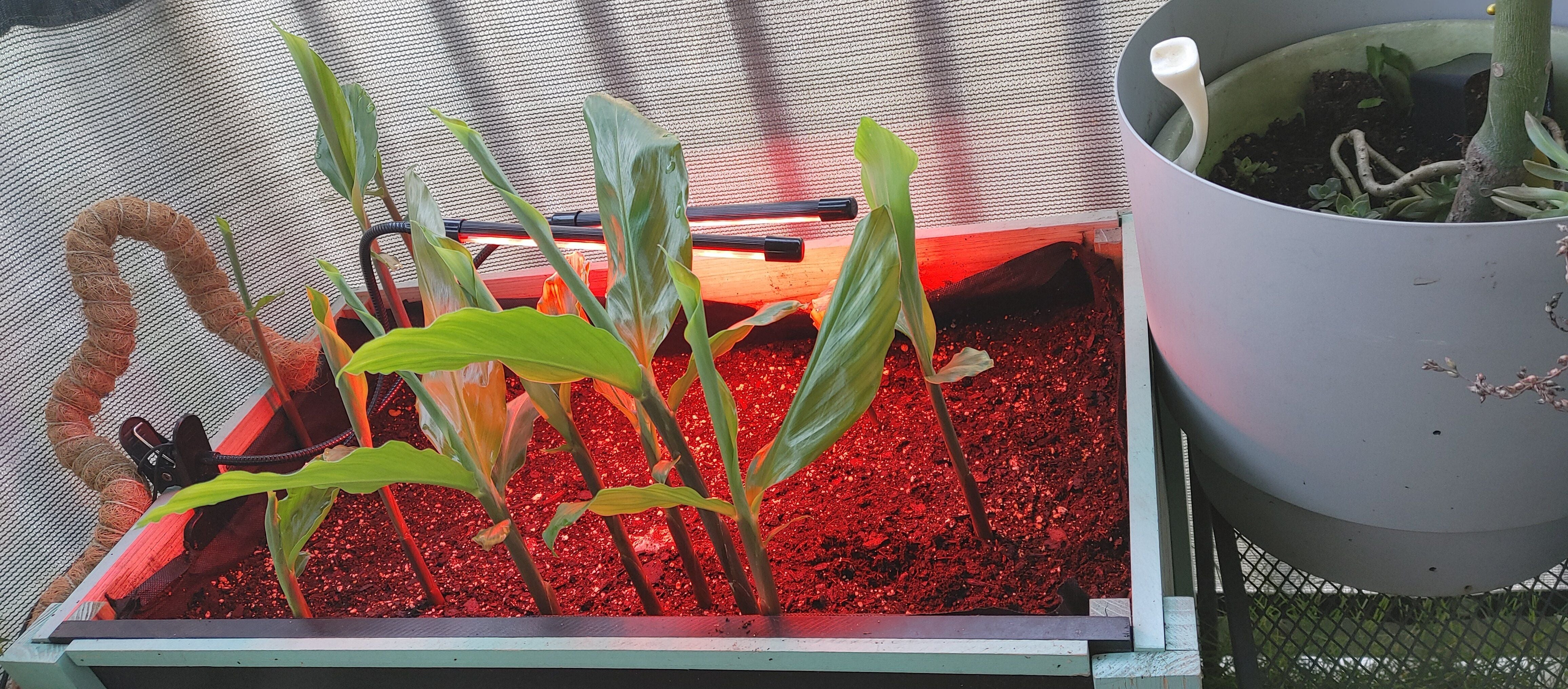 Common Shampoo Ginger Problems