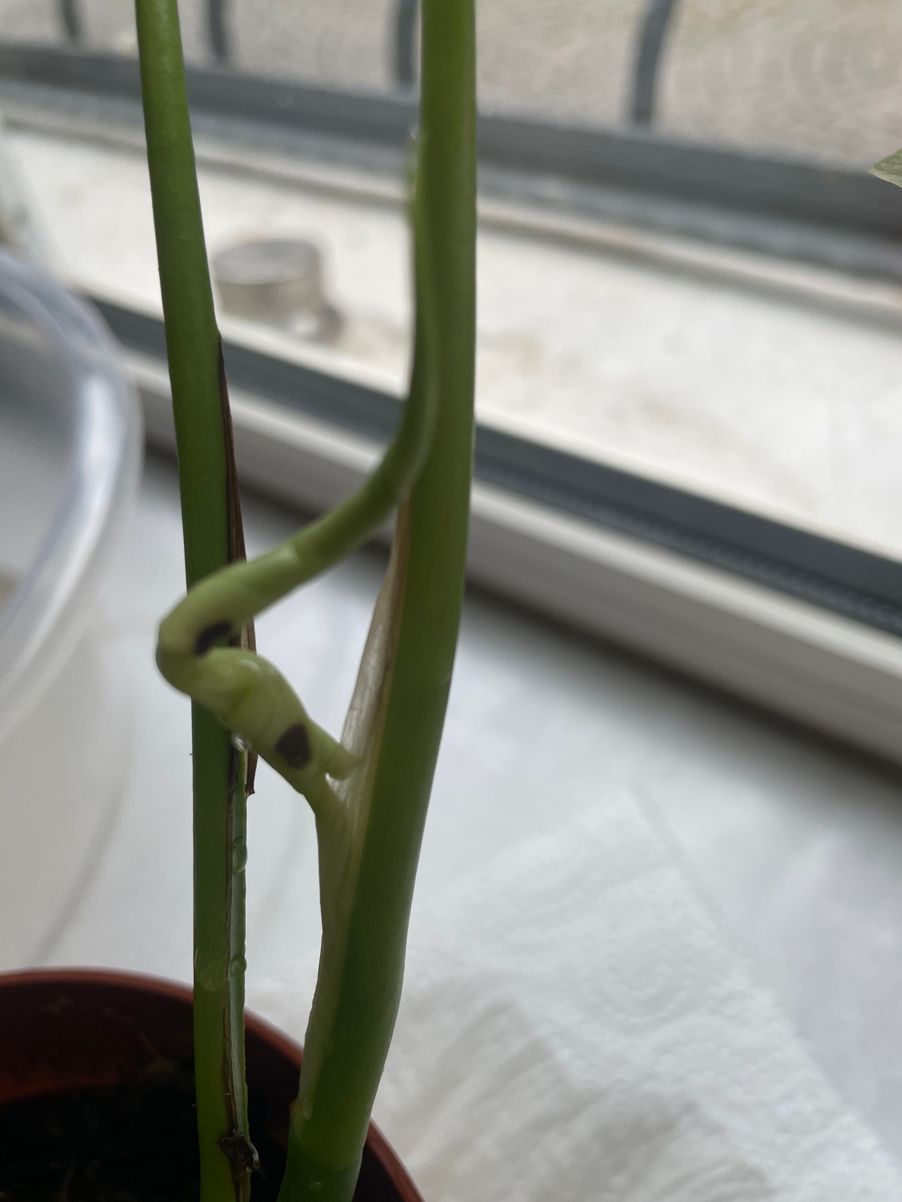 Mini Monstera Plant Care: Water, Light, Nutrients | Greg App 🌱