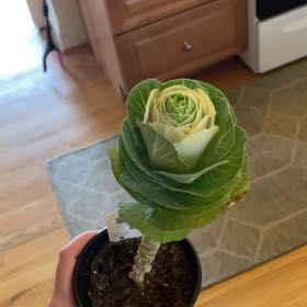 Flowering Kale 'Crane Pink' Plant Care: Water, Light, Nutrients | Greg ...
