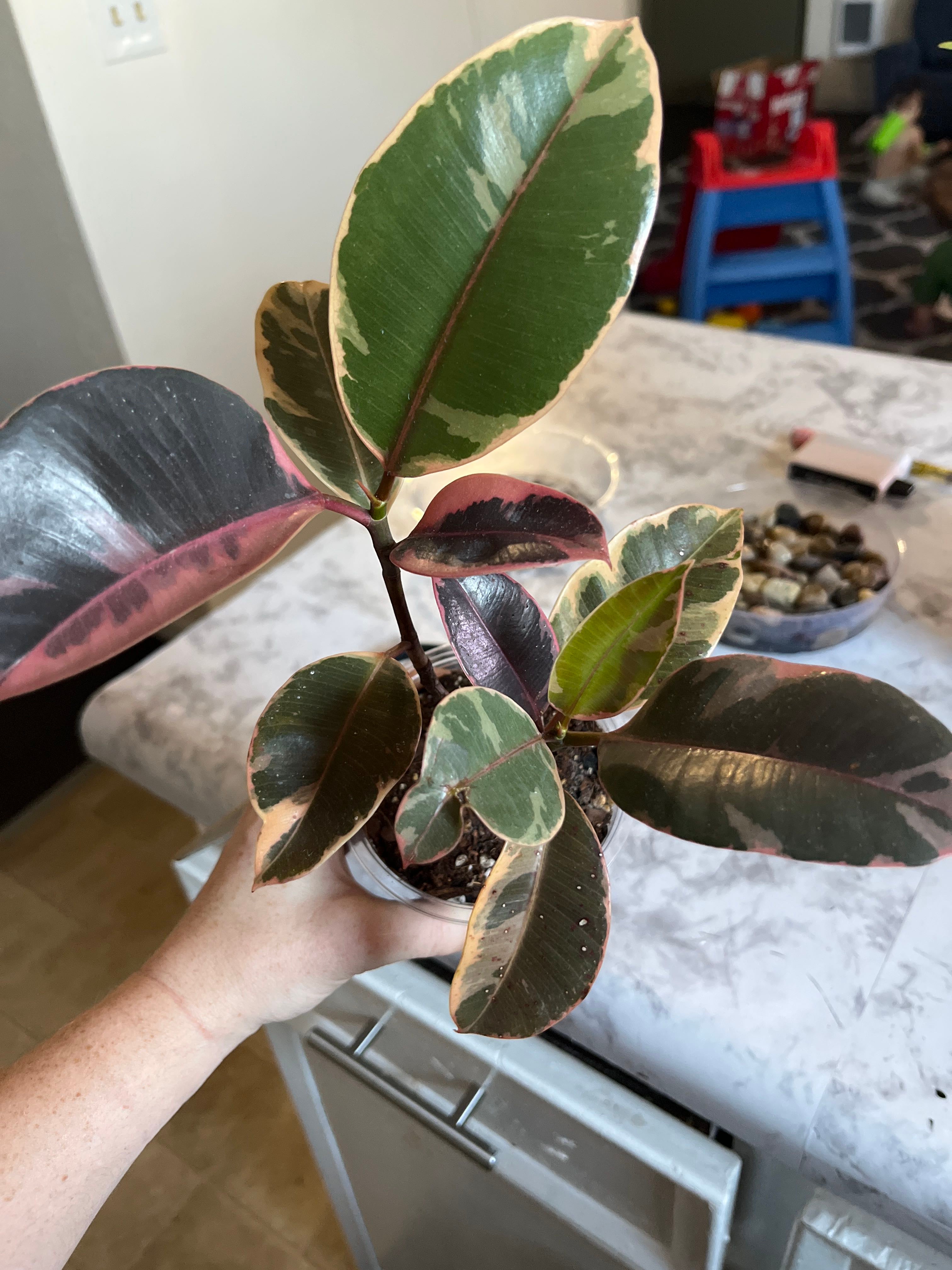 Ficus 'Ruby' Plant Care: Water, Light, Nutrients | Greg App 🌱