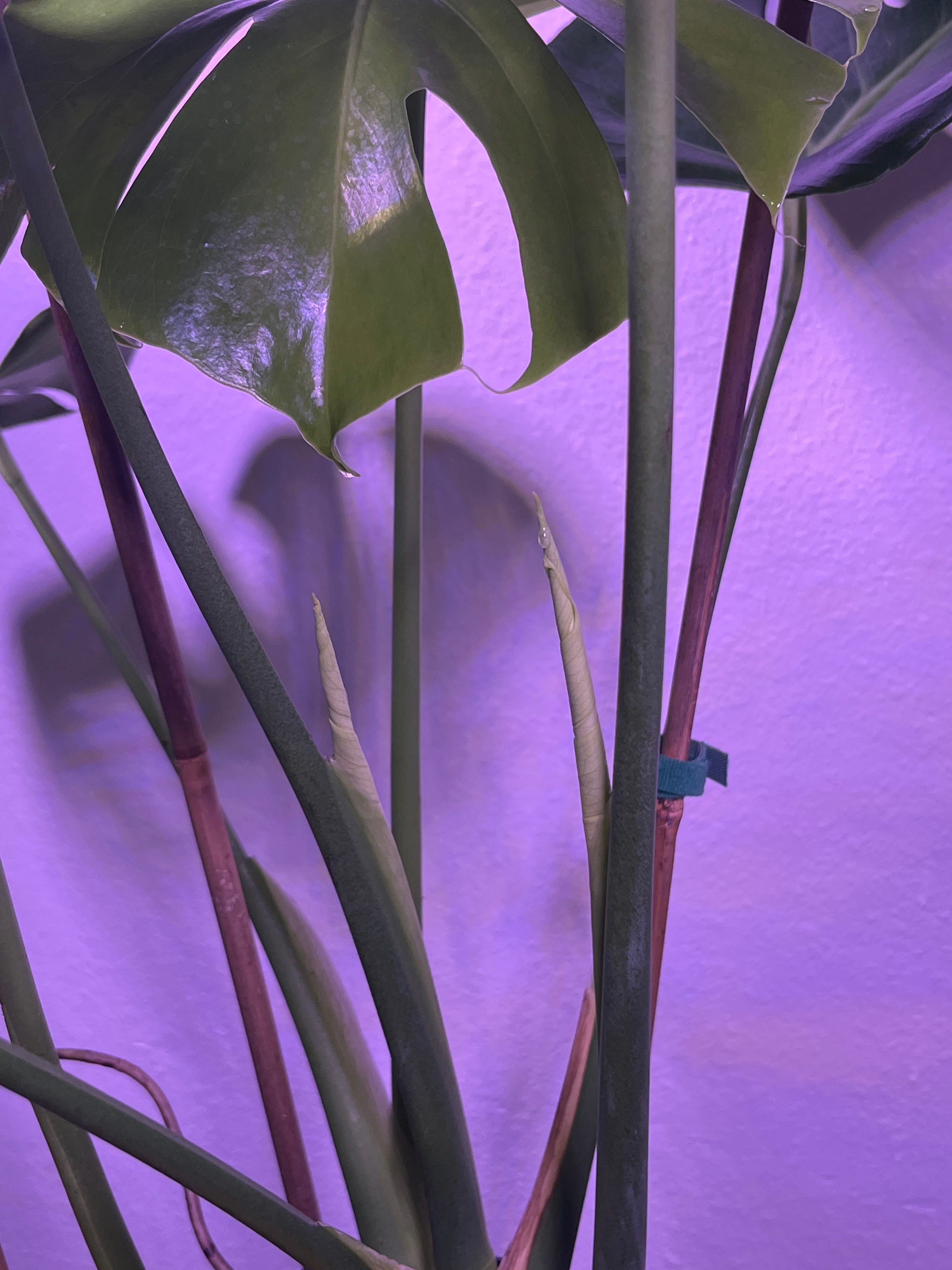 The Complete Monstera obliqua var. expilata Plant Care Guide: Water ...