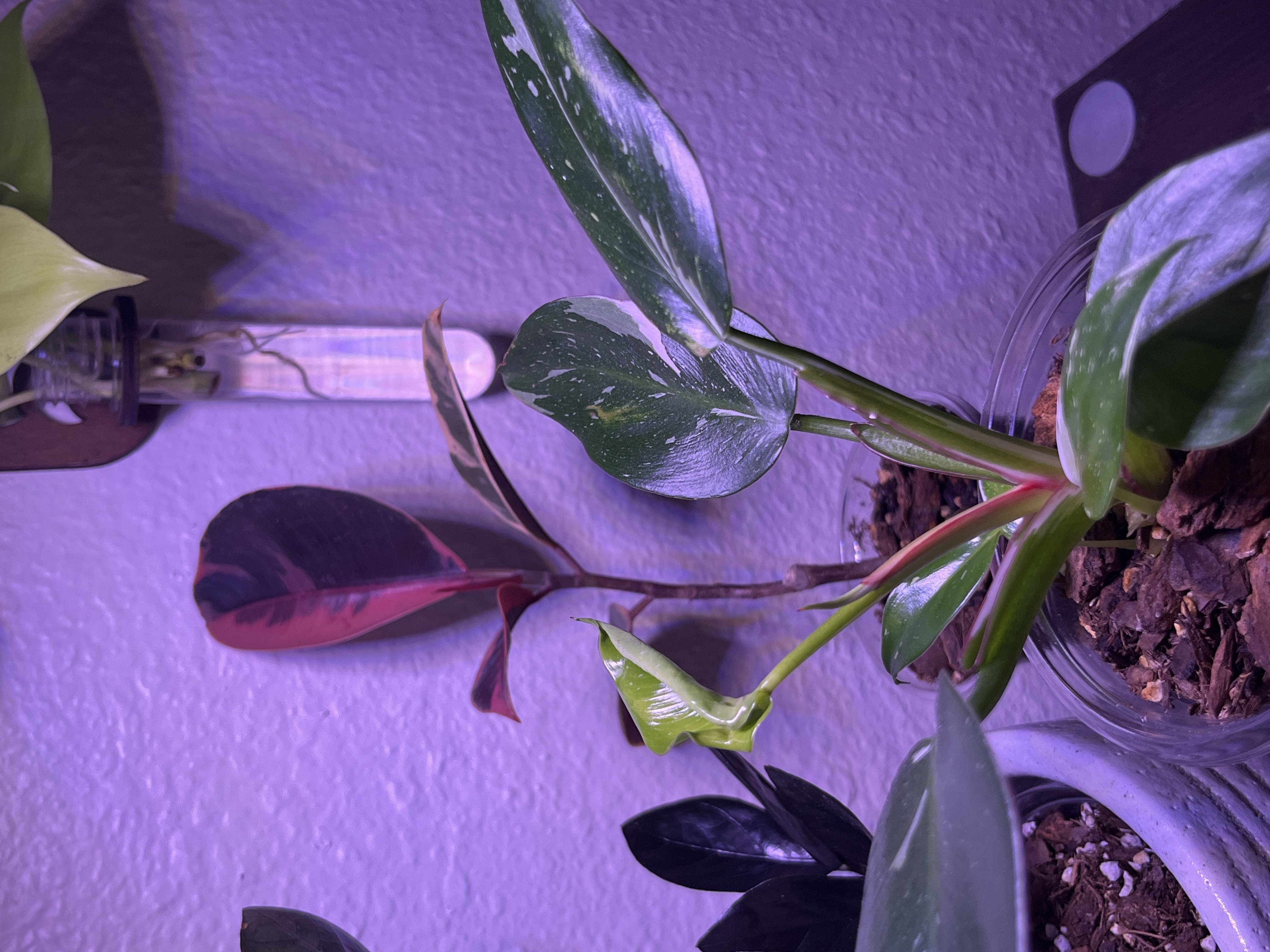 Black Spots on My Philodendron 'Jungle Fever' Leaves