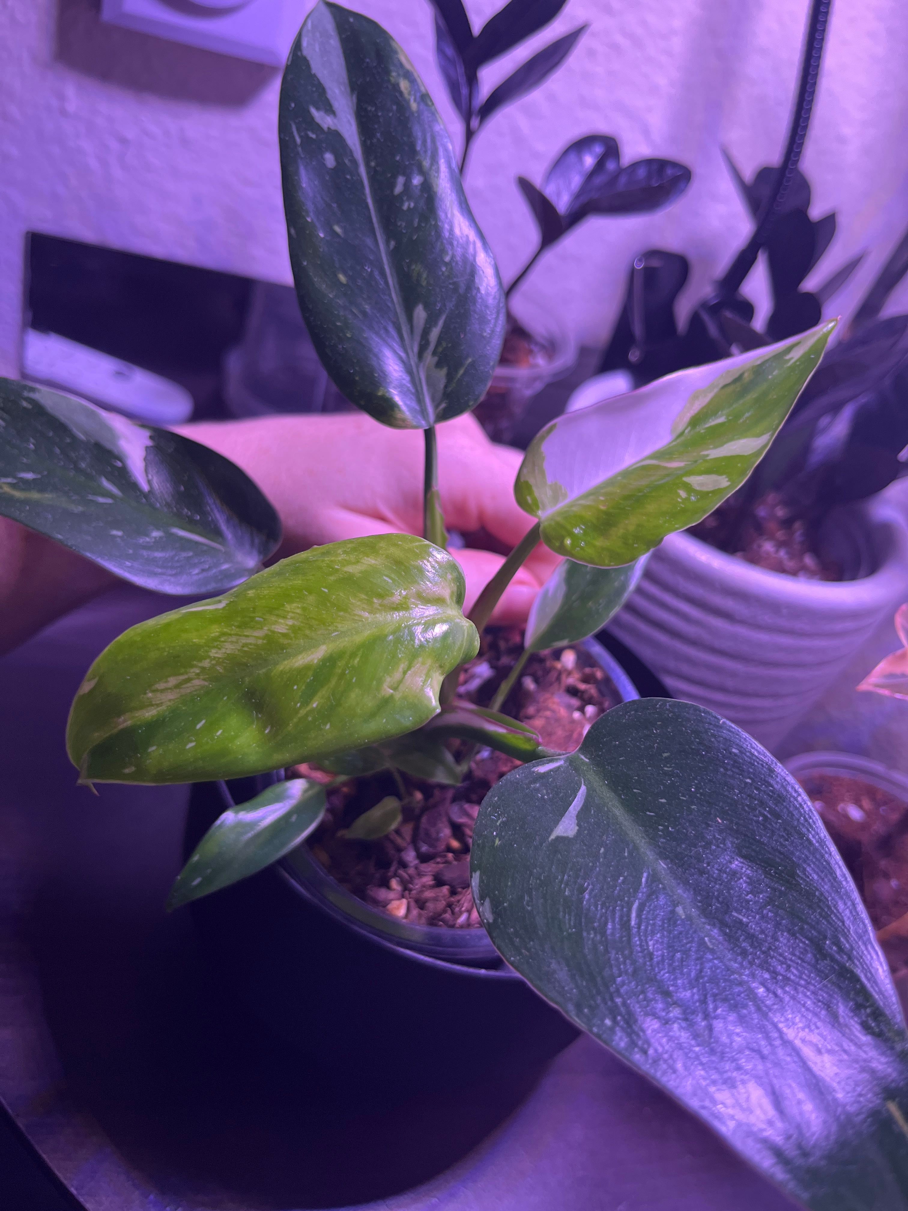 Philodendron 'Red Moon' Plant Care: Water, Light, Nutrients | Greg App 🌱