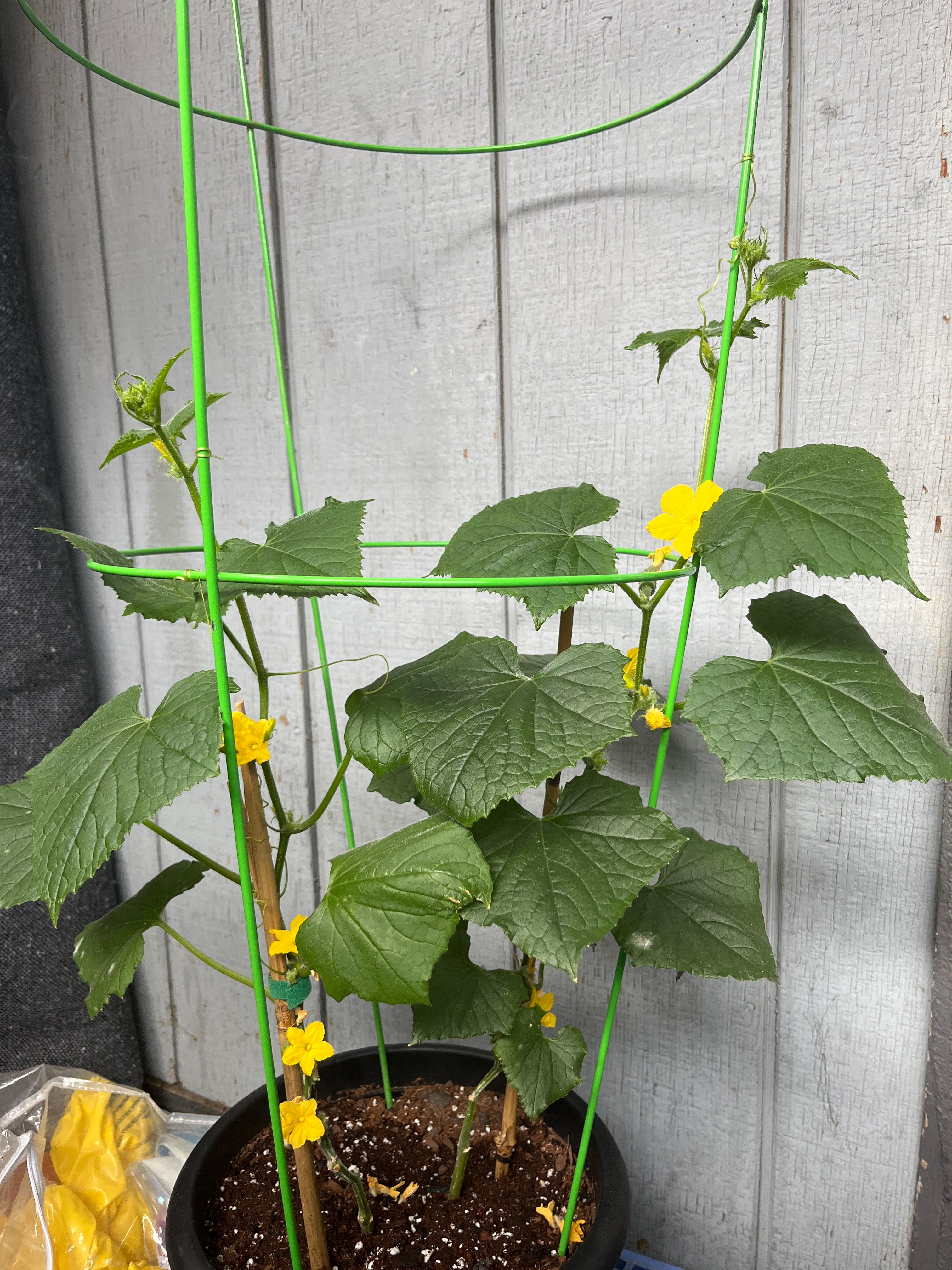 Propagating My Cucumber: Step-by-Step Guide