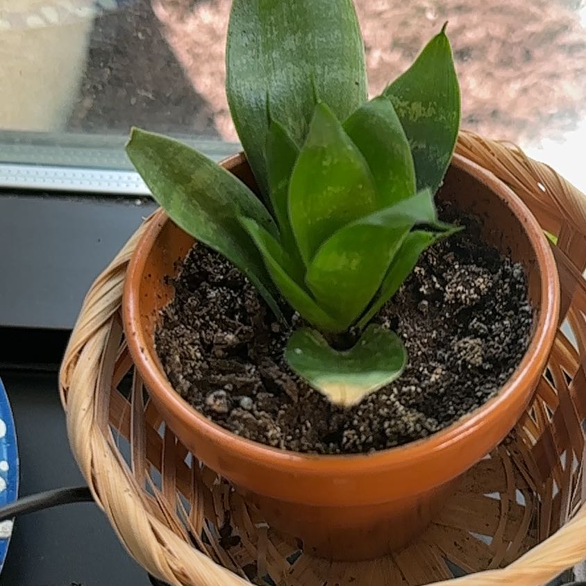 Birds Nest Plant Care: Water, Light, Nutrients | Greg App 🌱