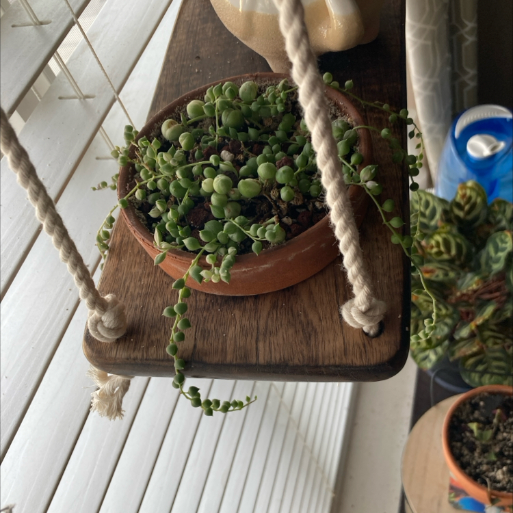 🌞 Does My Variegated String of Pearls Need Direct Sunlight?
