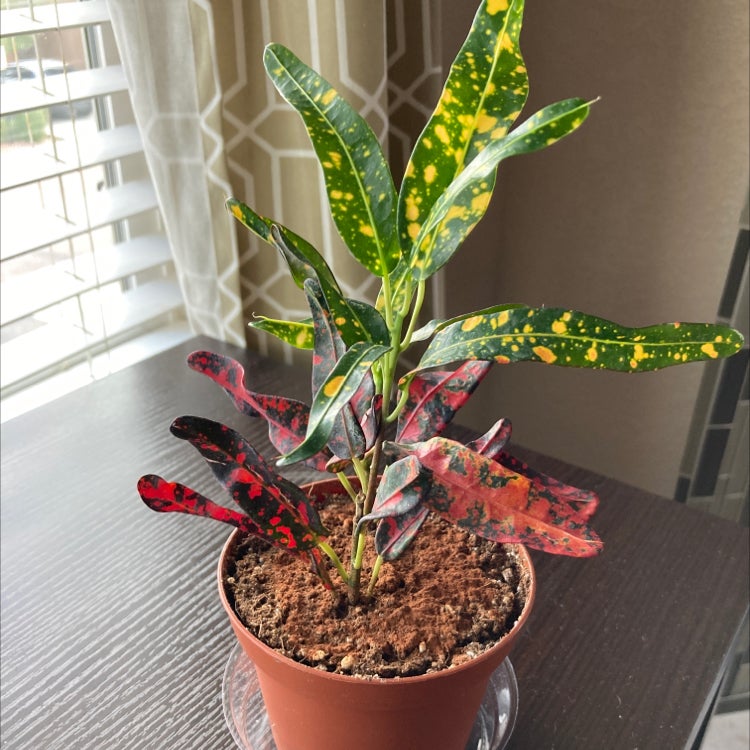 Why Are My Croton Tamara Leaves Curling?