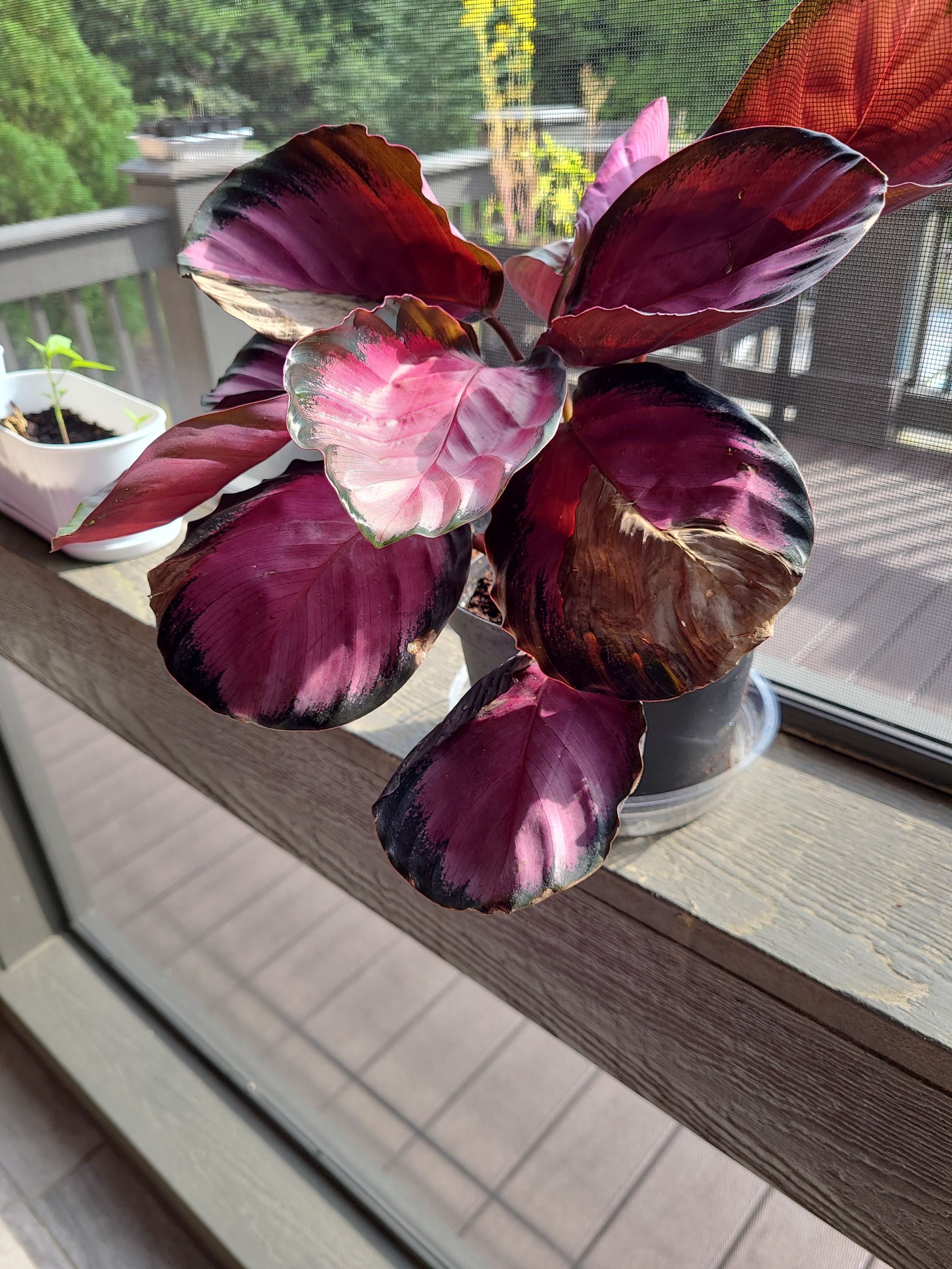 Calathea 'Pink Star': How Much Water & Light Does it Need to Thrive?