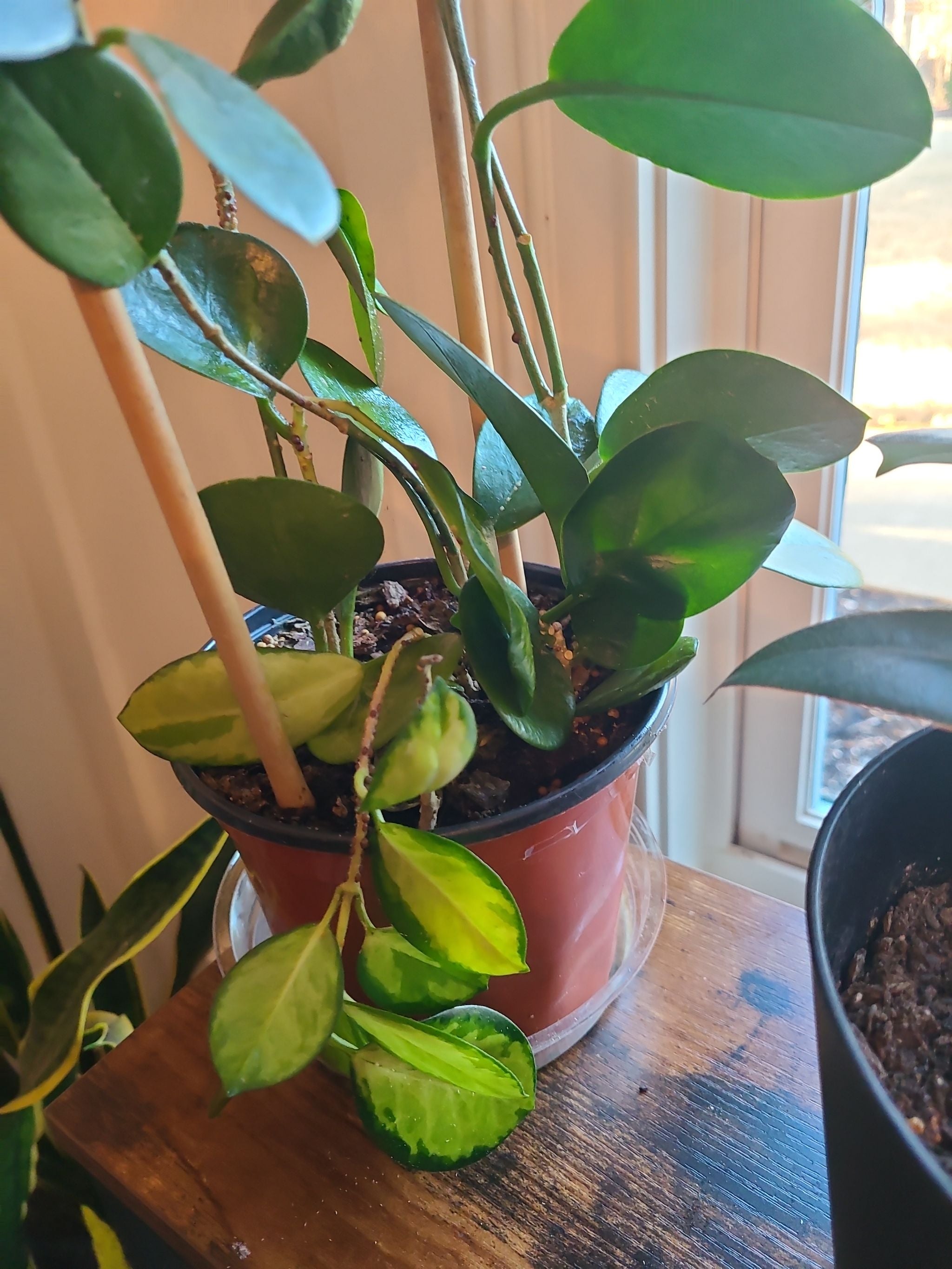 🔍 What To Do About Black Spots On Monstera Leaves