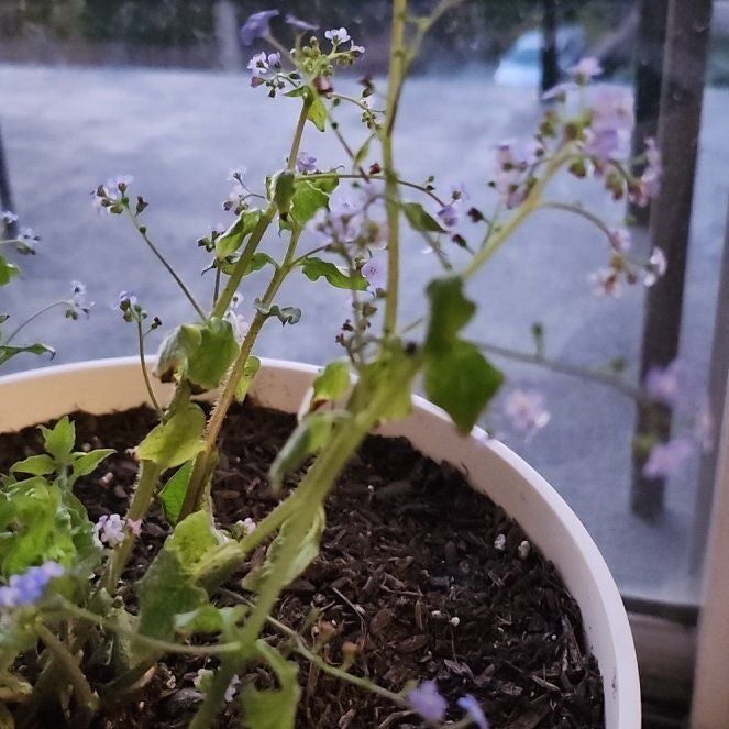 How to Care for Brunnera 'Jack Frost': Mastering Water, Sunlight & More