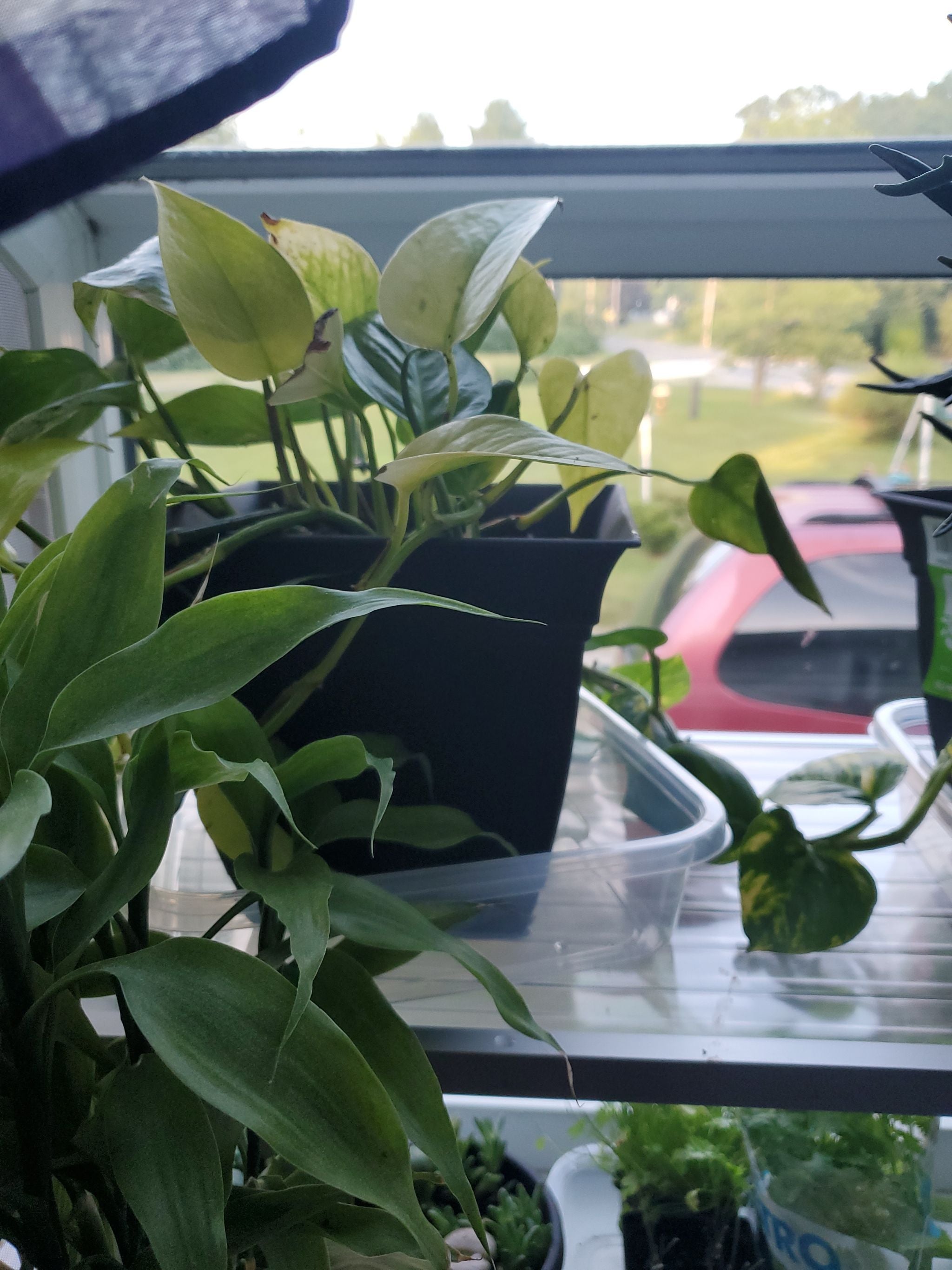 Keep Your Golden Pothos Alive: Light, Water & Care Instructions