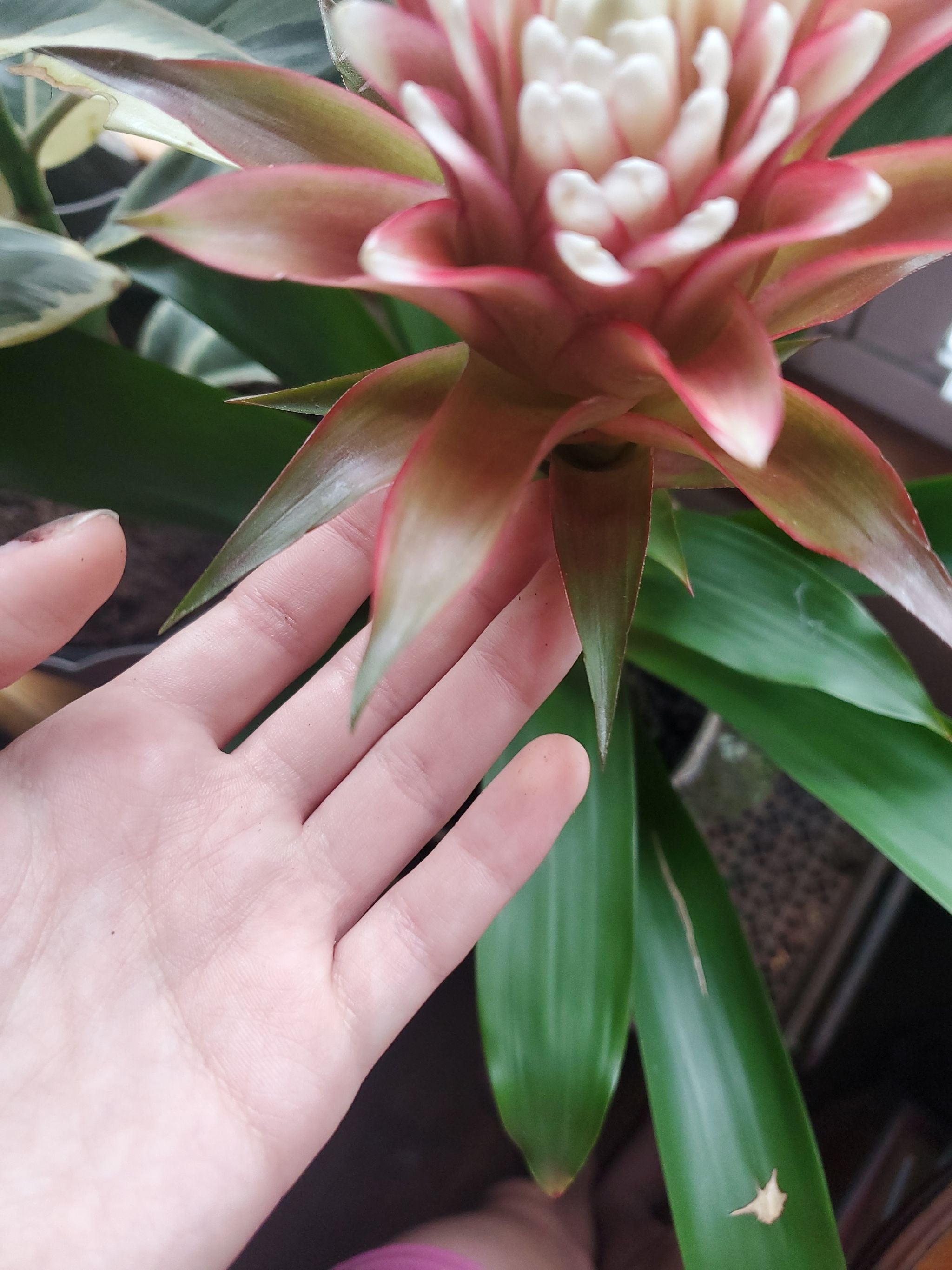 Guzmania Francesca Plant Care: Water, Light, Nutrients | Greg App 🌱