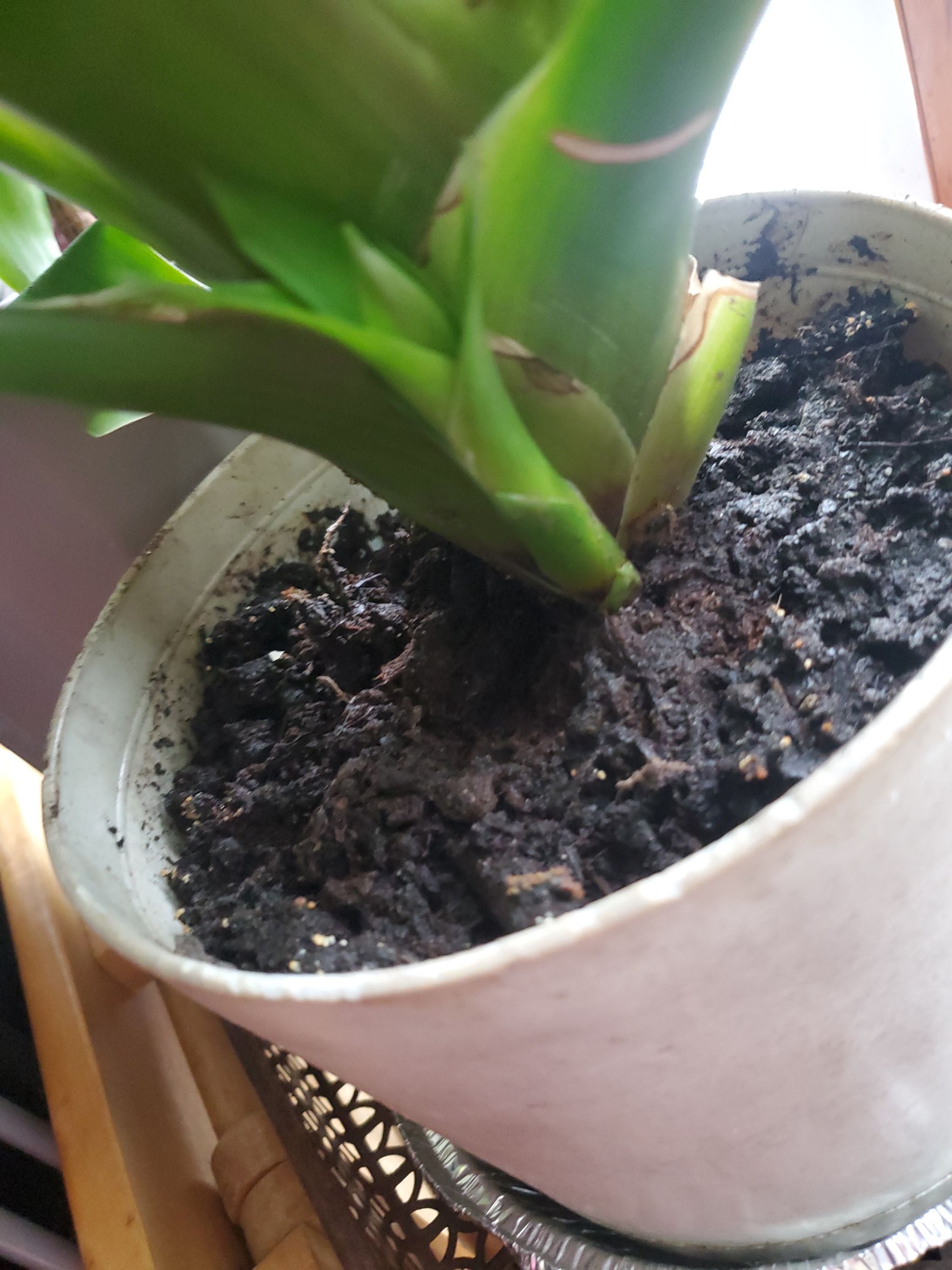 Should I Repot My Guzmania 'Violet Queen' And If So, How?