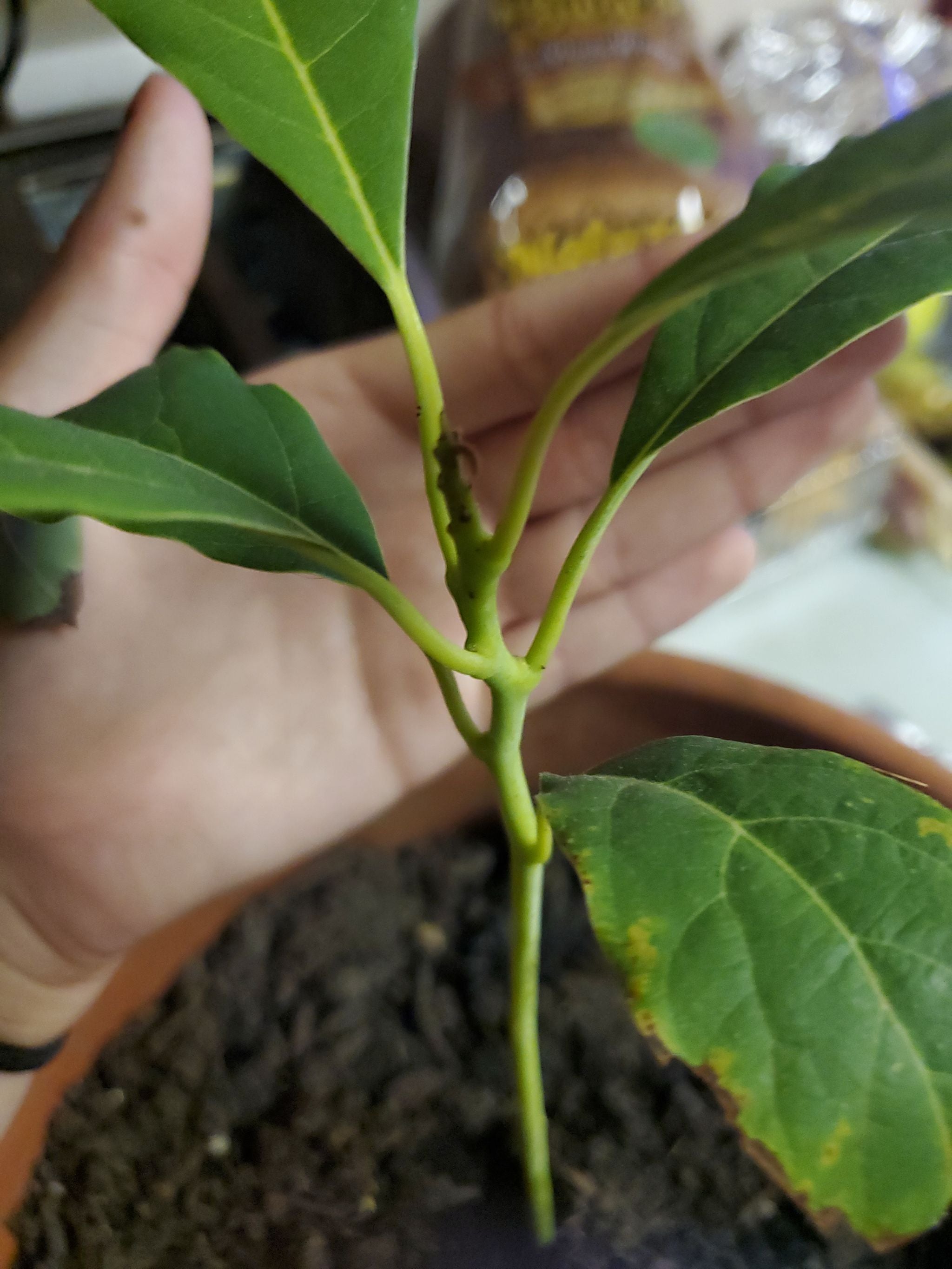 Japanese Bay Tree Care 101: Water, Light & Growing Tips