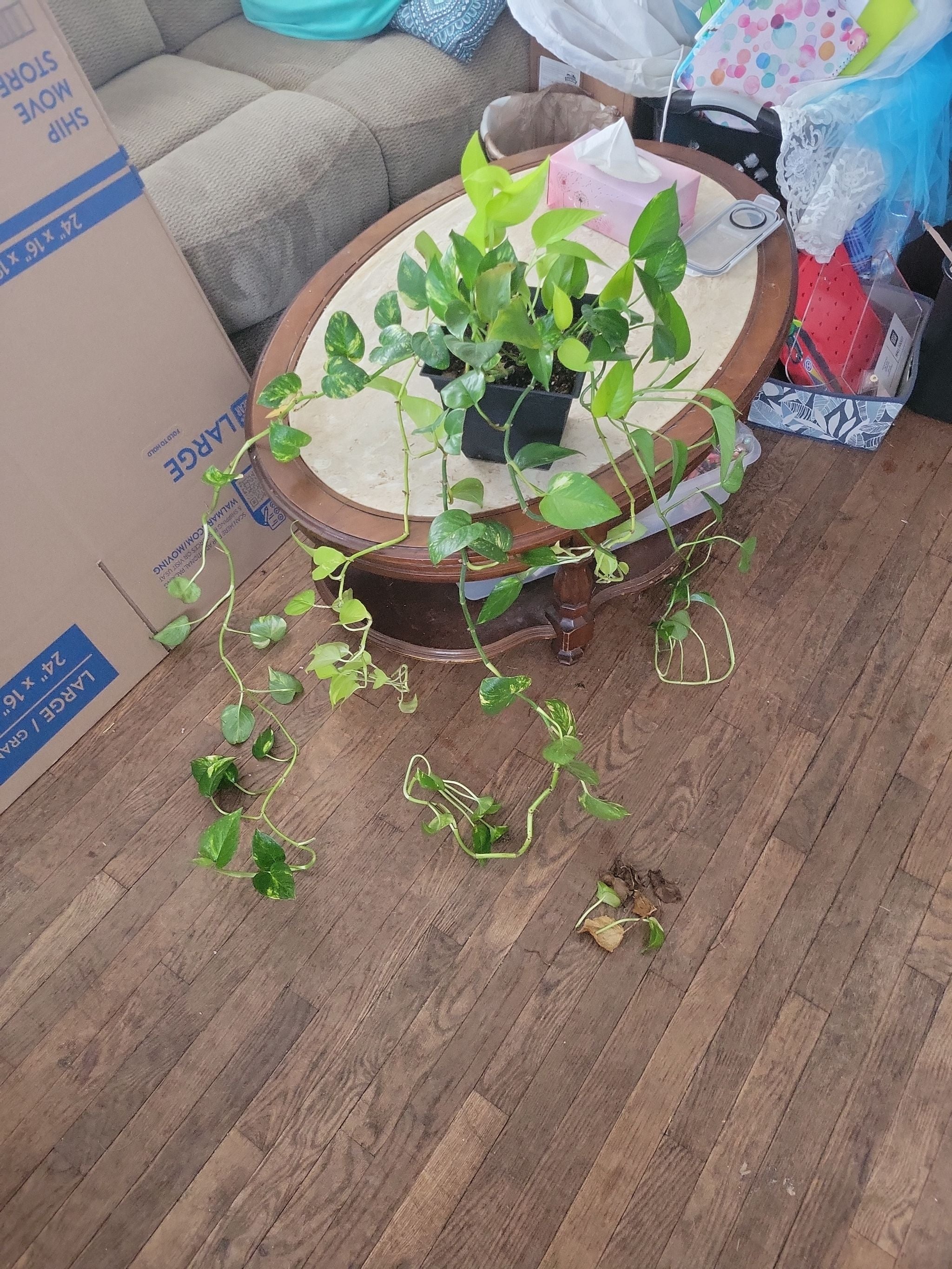 Step-by-Step Guide to Growing Golden Pothos Indoors