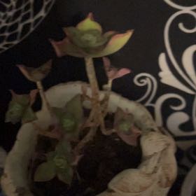 Cleopatra | A plant by @PrettyBacchus on Greg