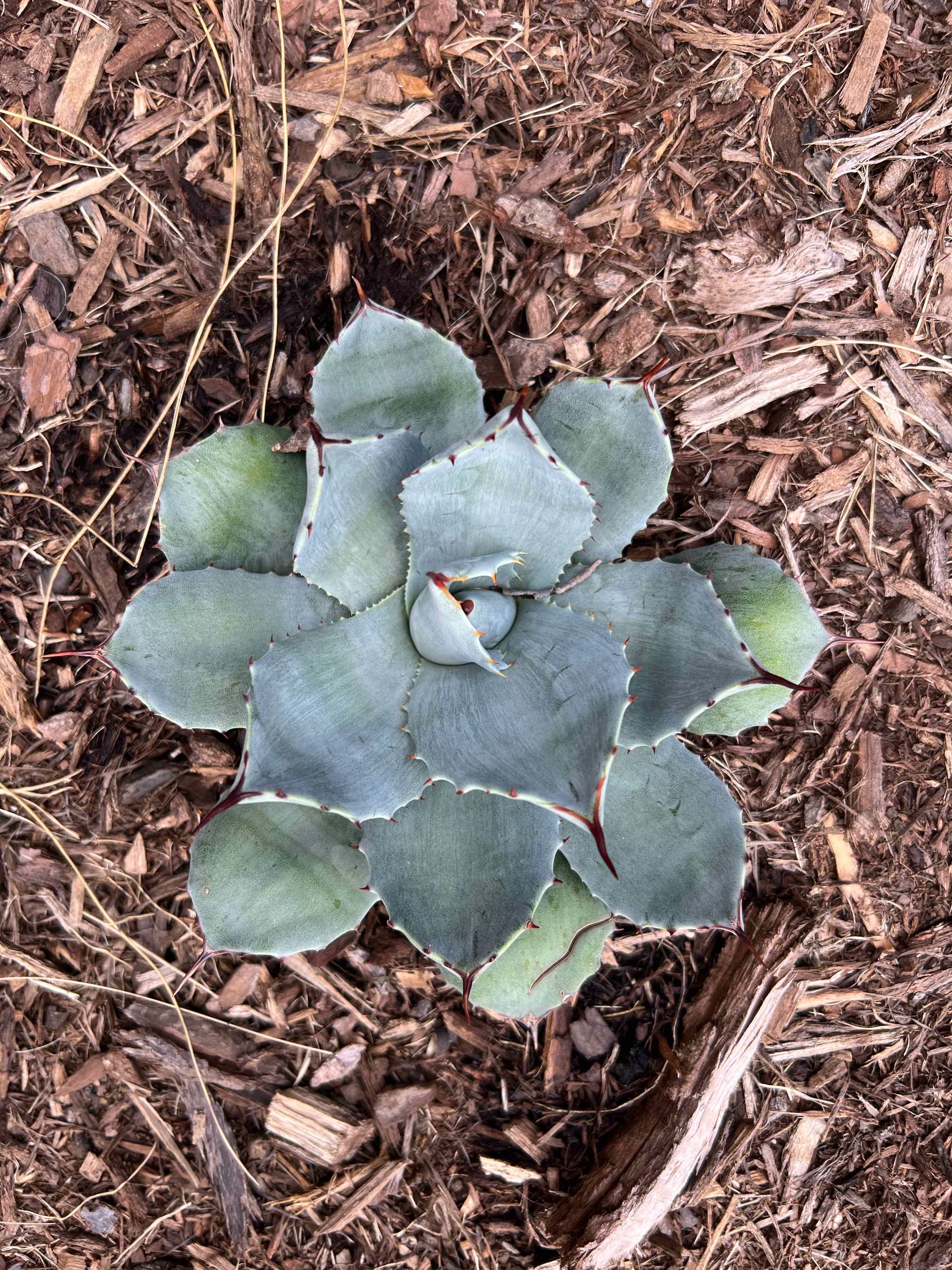 🦋 Why Are There Black Spots on My Butterfly Agave Leaves?