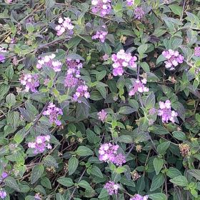 Nemo | A plant by @MarvelMymumrose on Greg